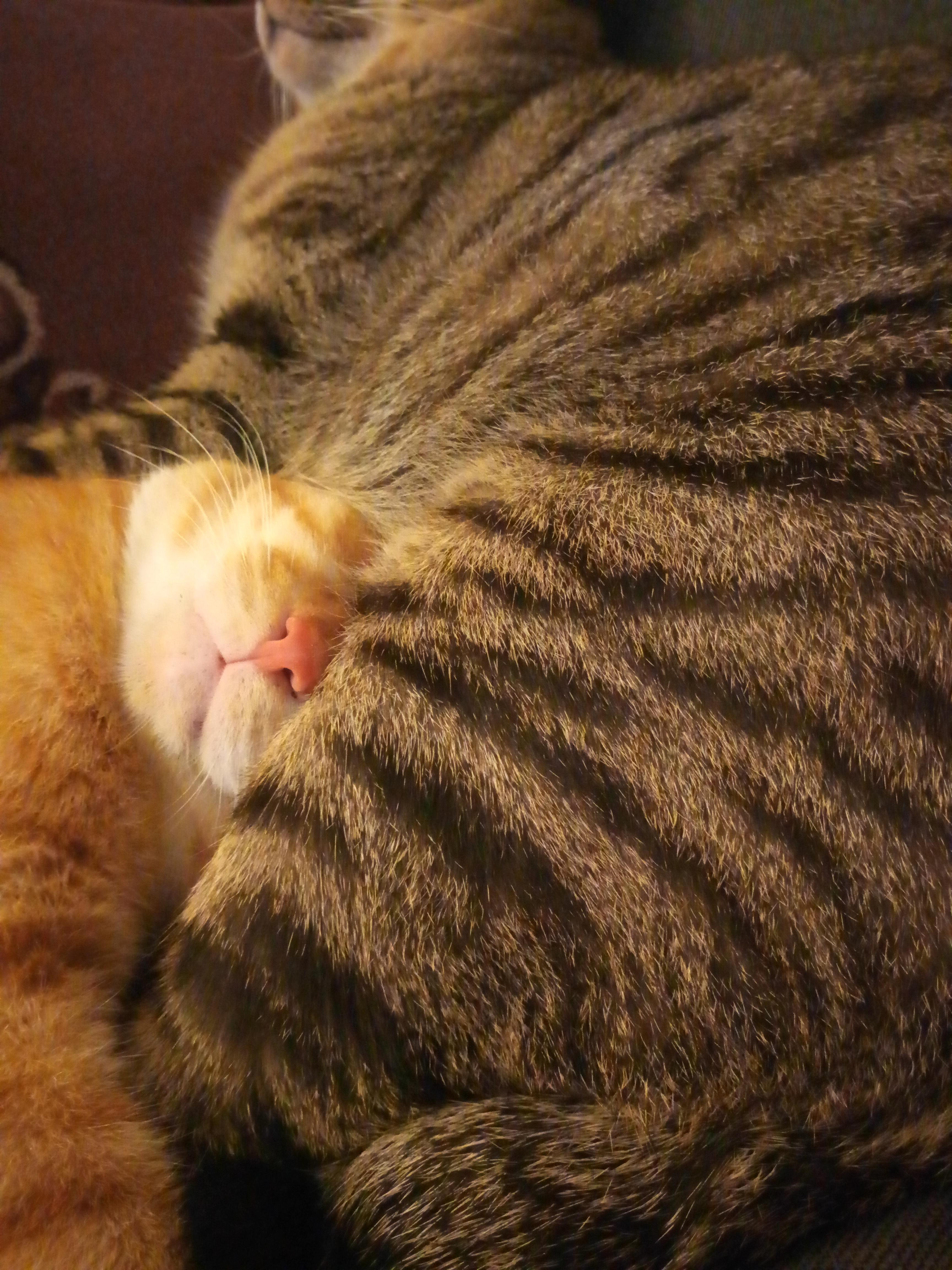 Comfy belly.. | Scrolller