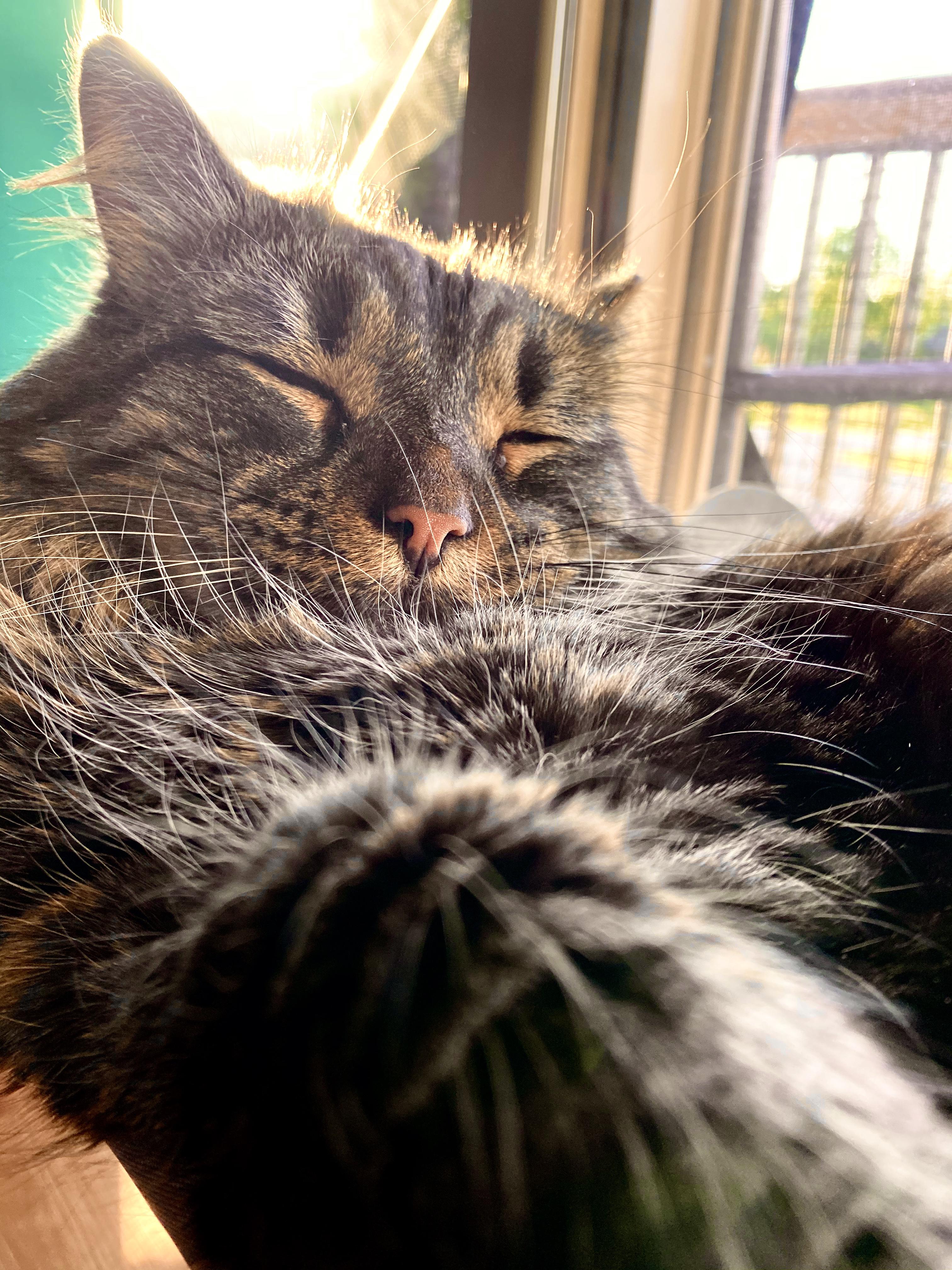 Commander Apollo Fluffy Butt reporting for...Zzzzzzz | Scrolller