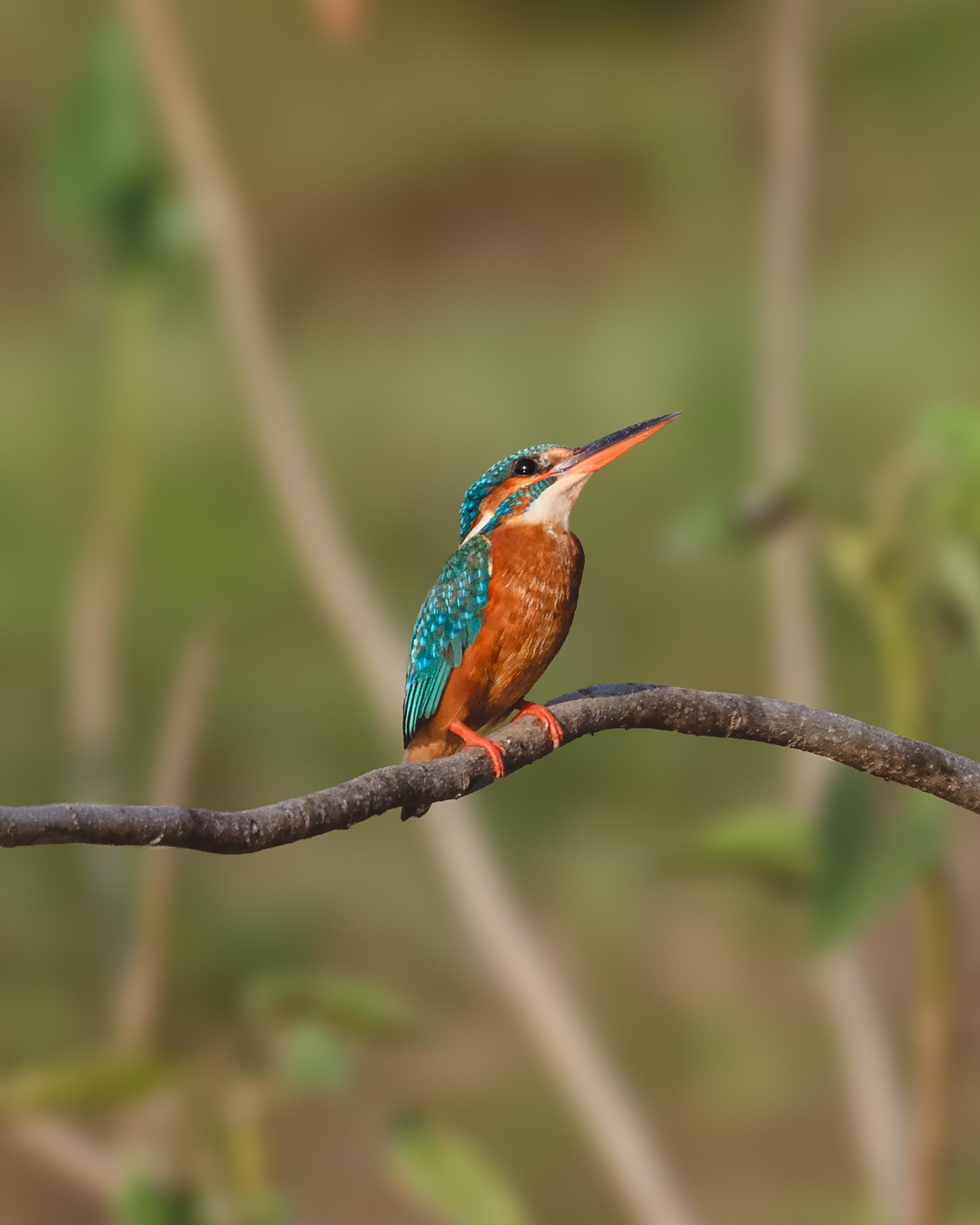 Common kingfisher | Scrolller