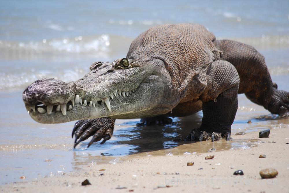 Comodo alligator | Scrolller