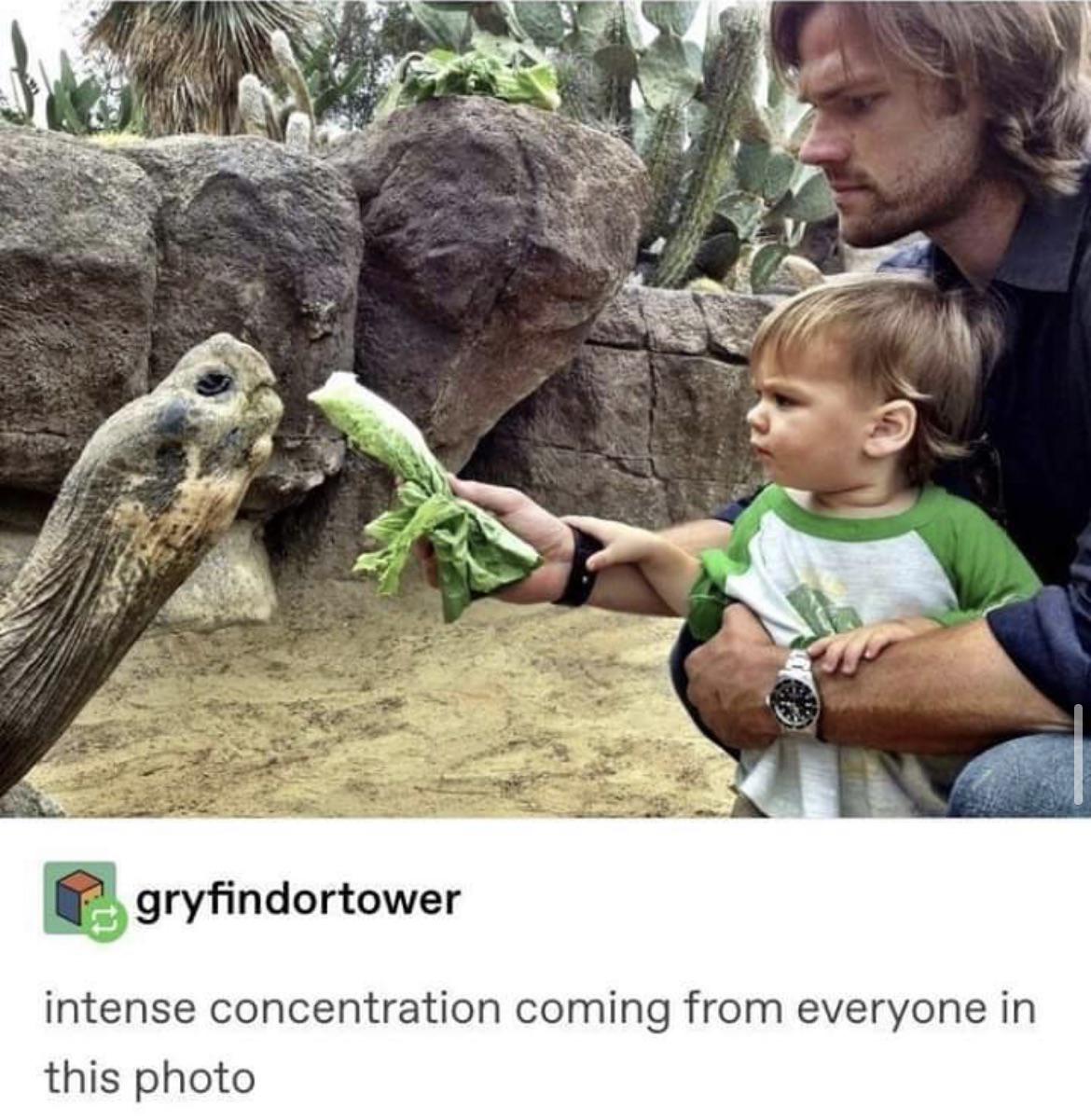 concentration | Scrolller