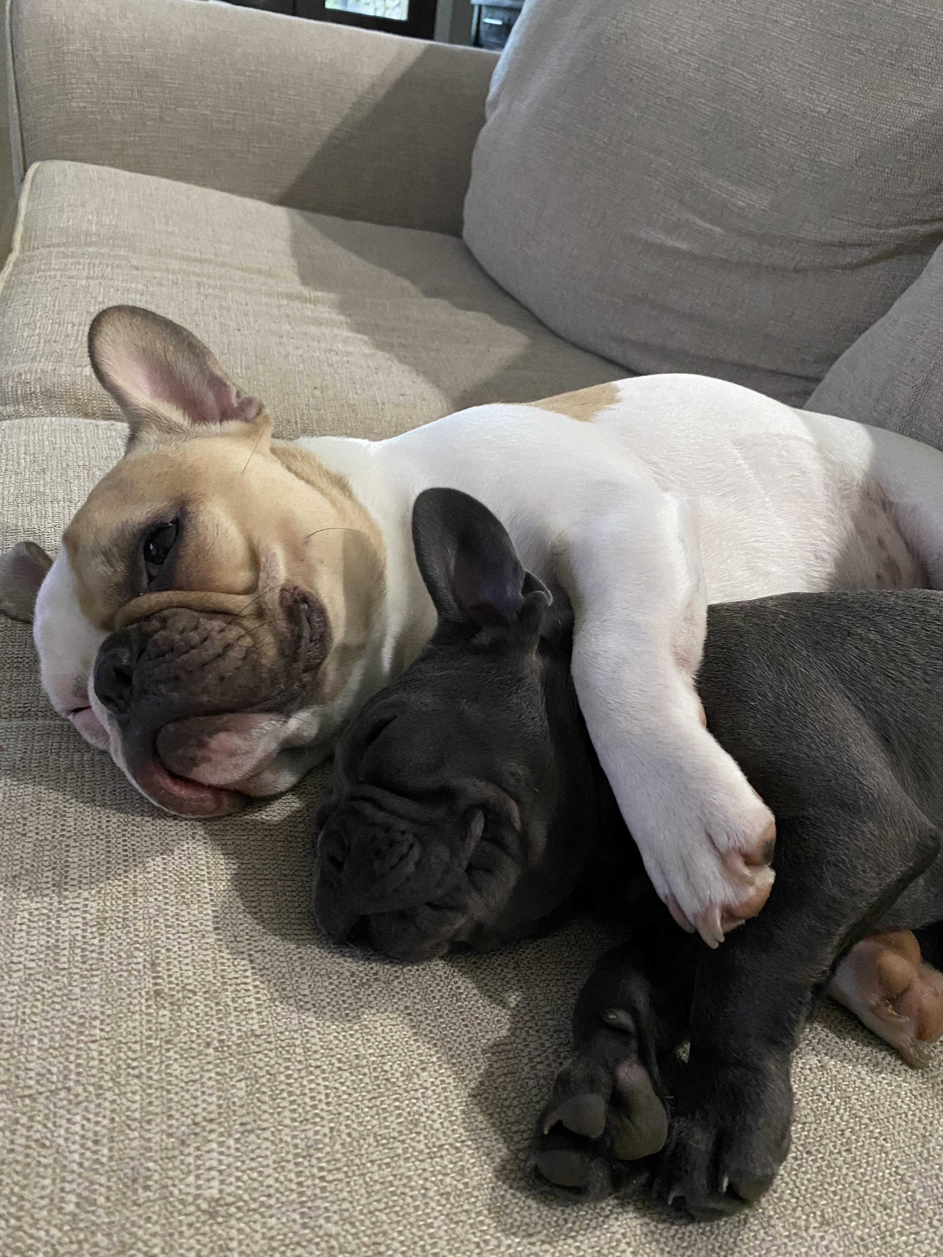 Confined with Frenchies | Scrolller