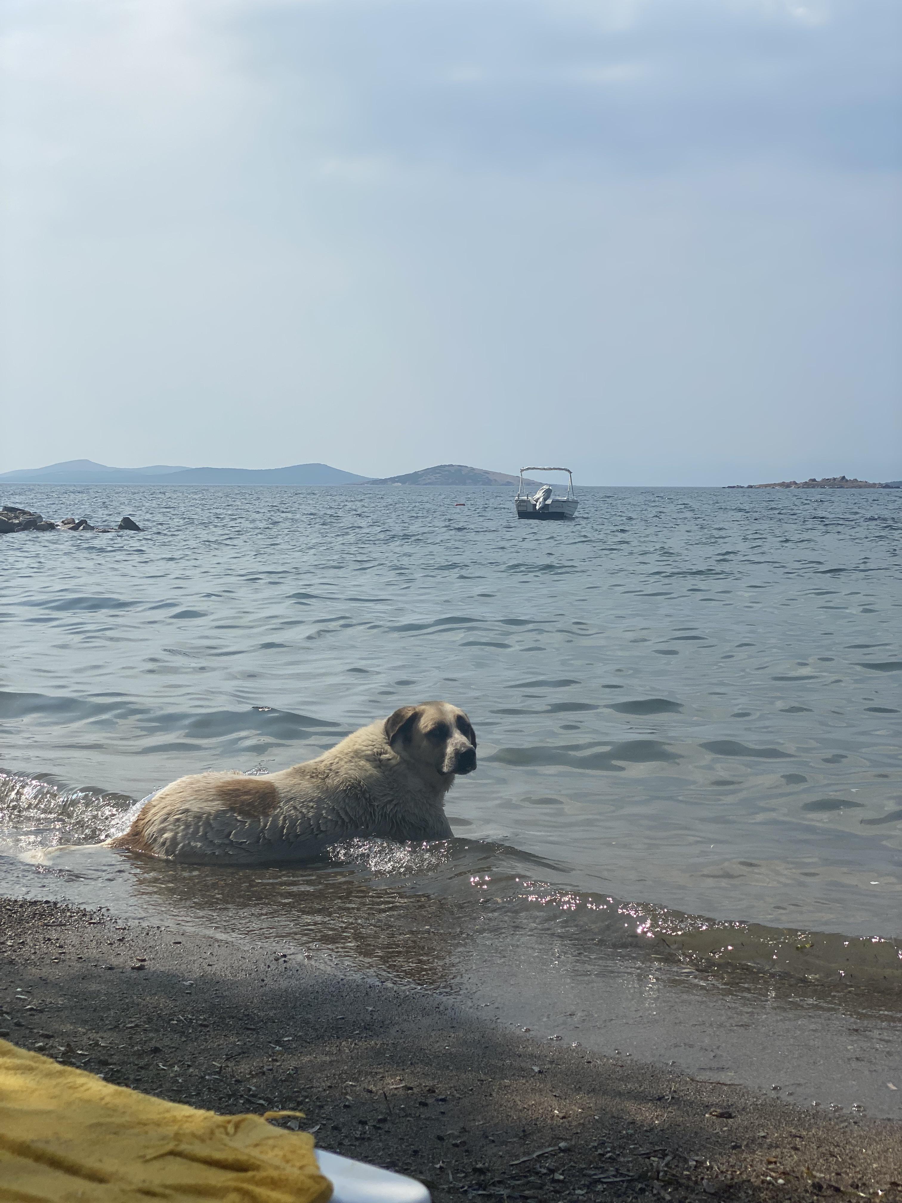 Cool as hell | Scrolller