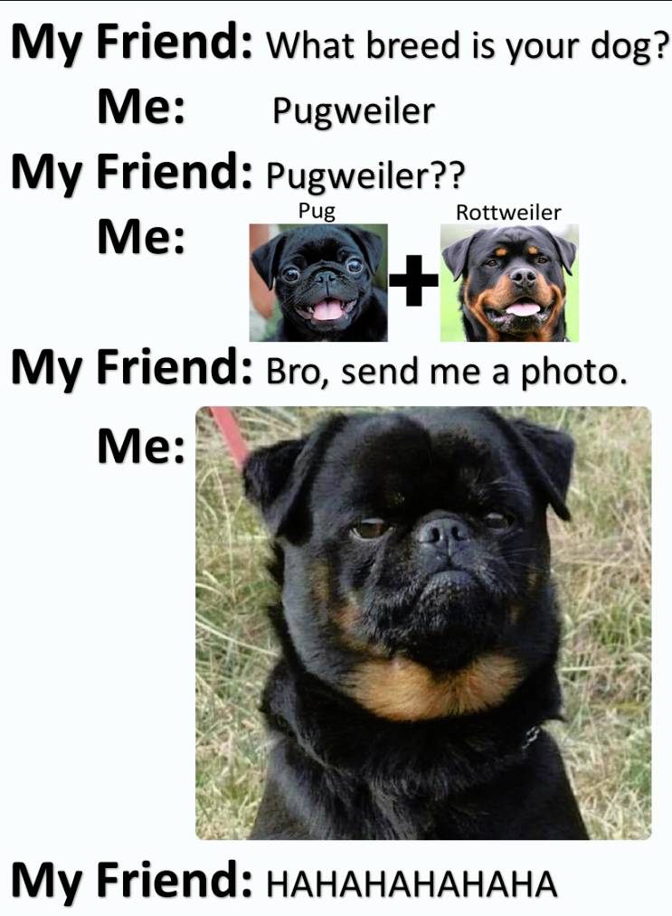 Cool looking good boy! | Scrolller