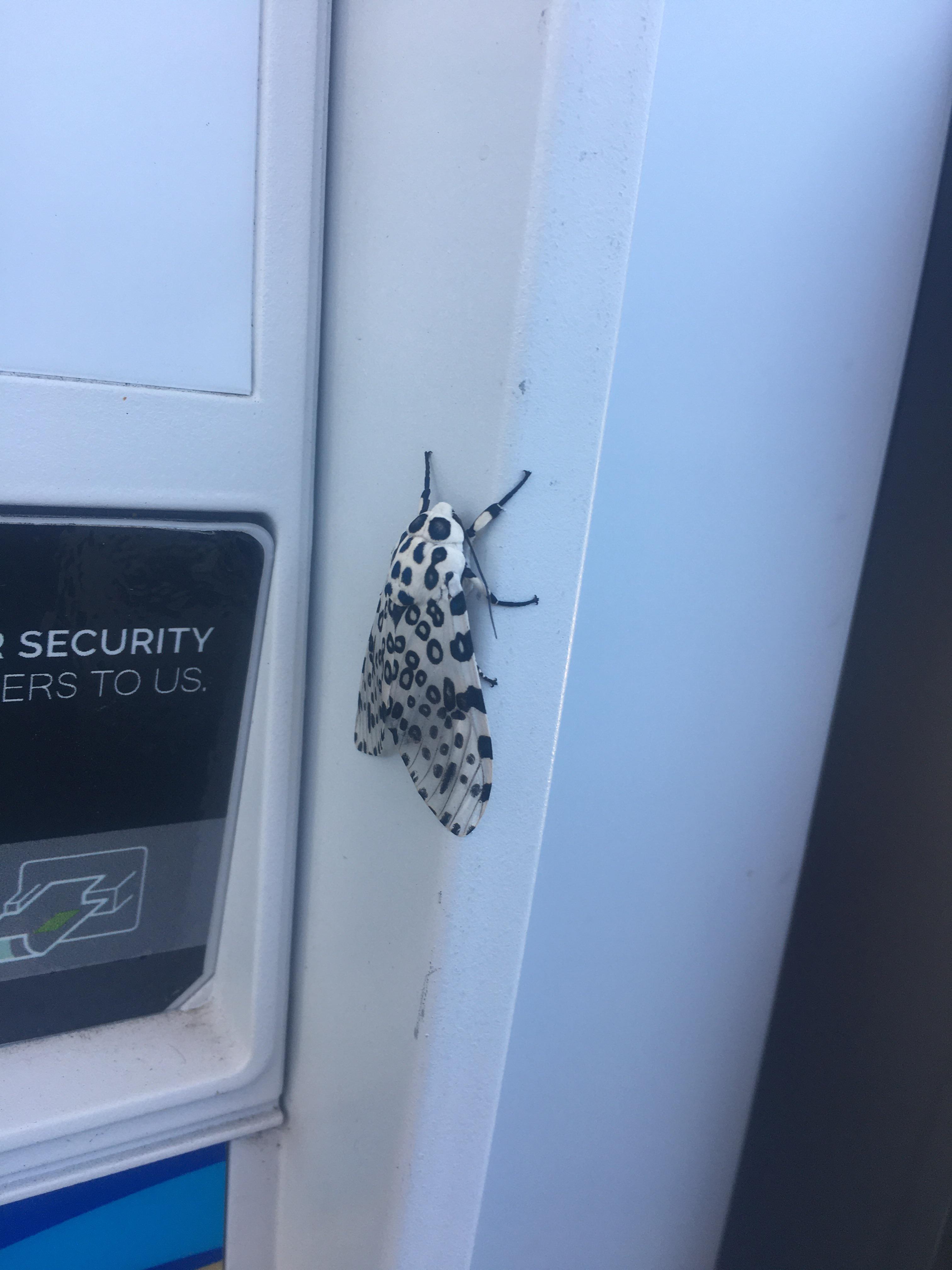 Cool moth | Scrolller