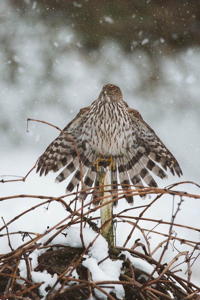 Cooper’s Hawk in my backyard | Scrolller