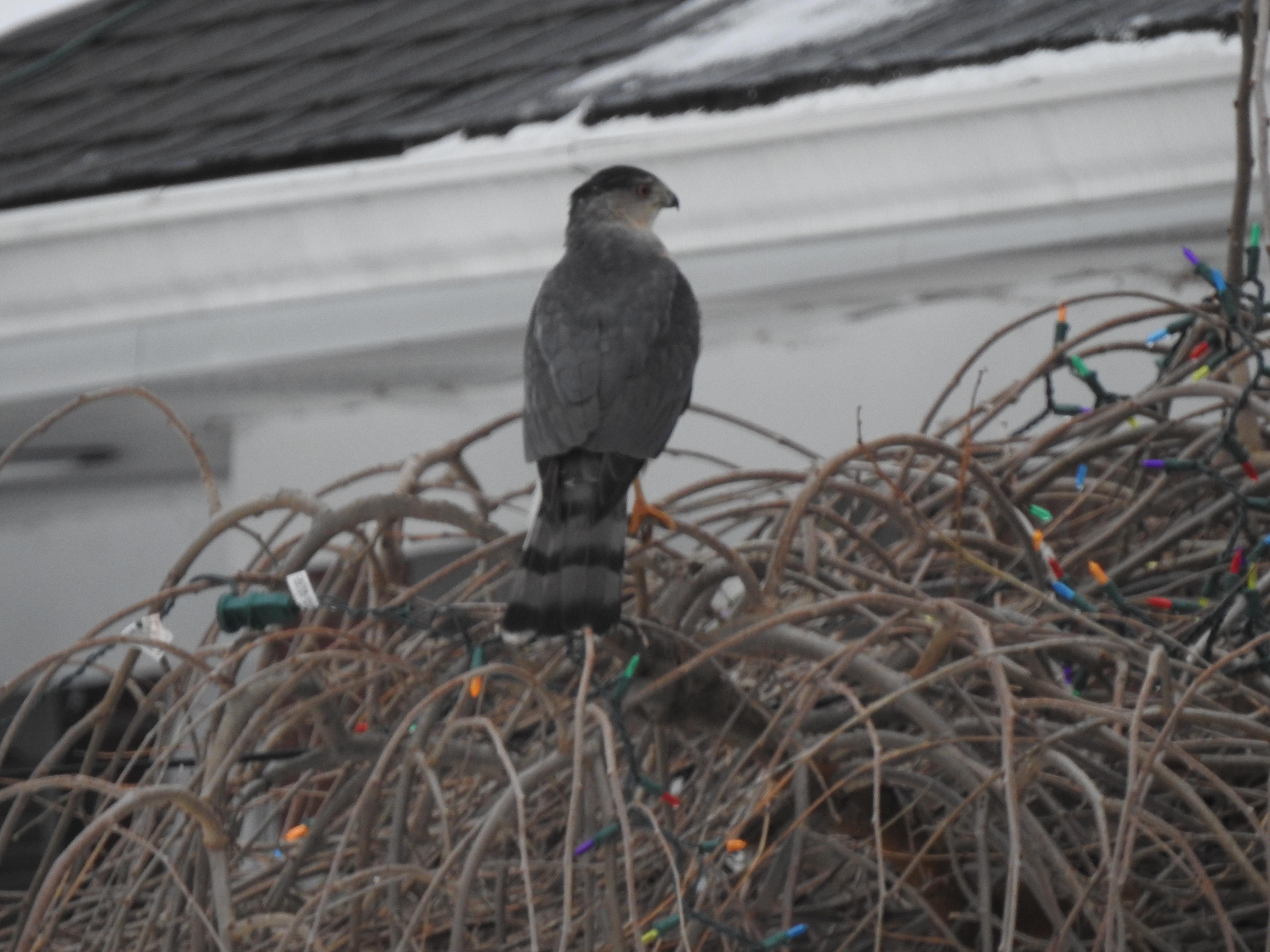 Coopers Hawk, Buffalo NY March 2020 | Scrolller