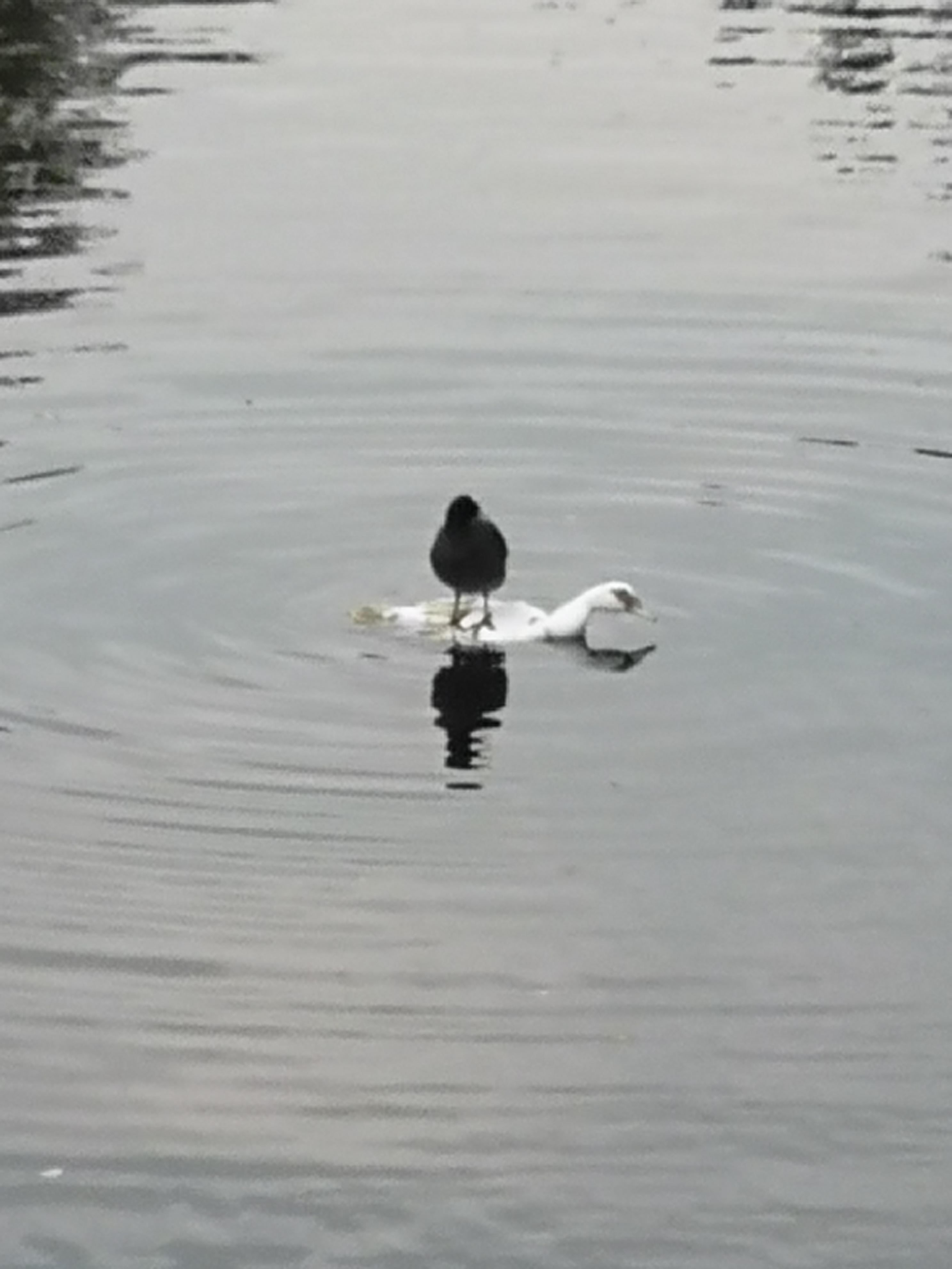 Coot asserting dominance? | Scrolller