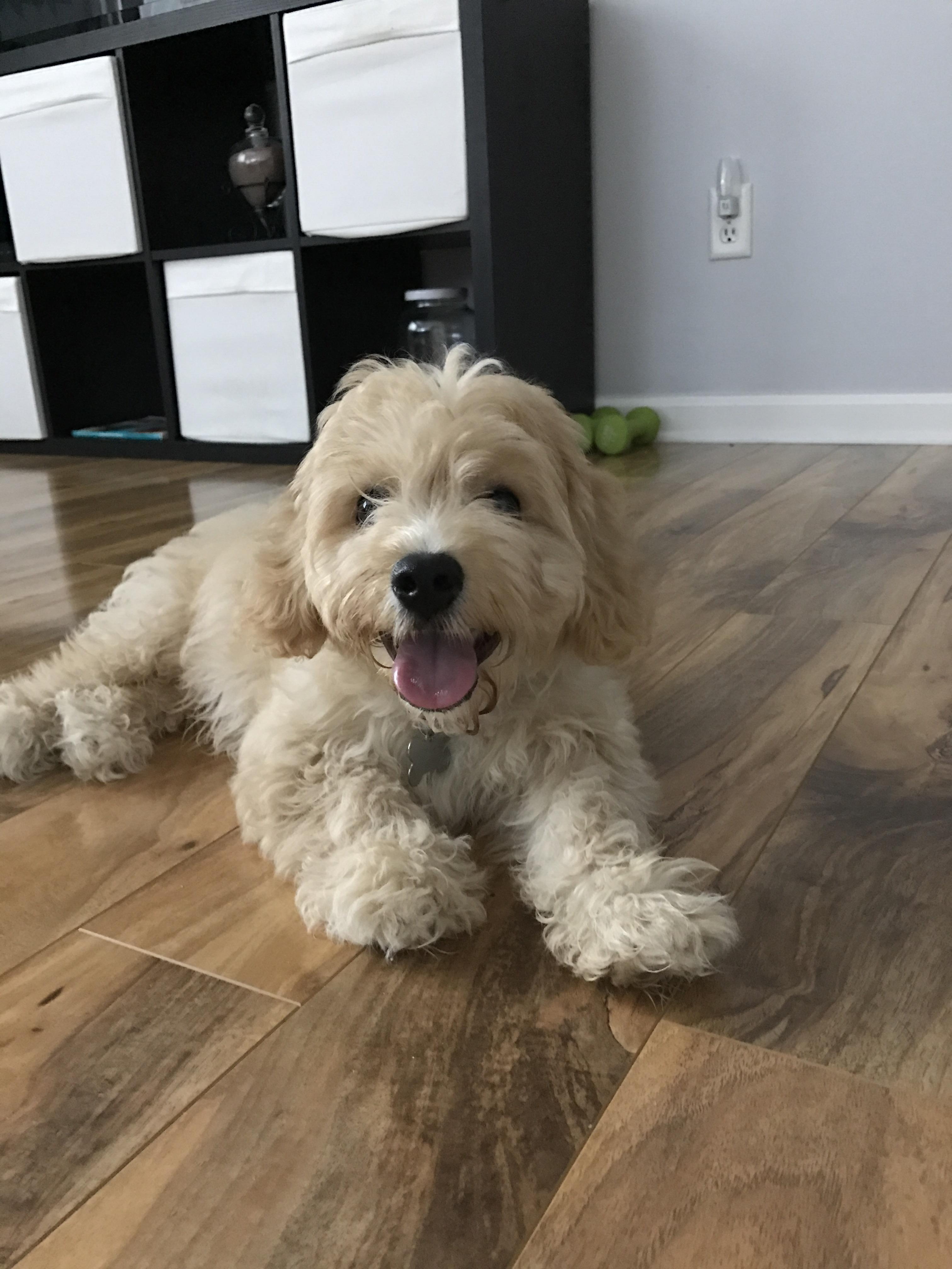 Copper the Cavachon | Scrolller