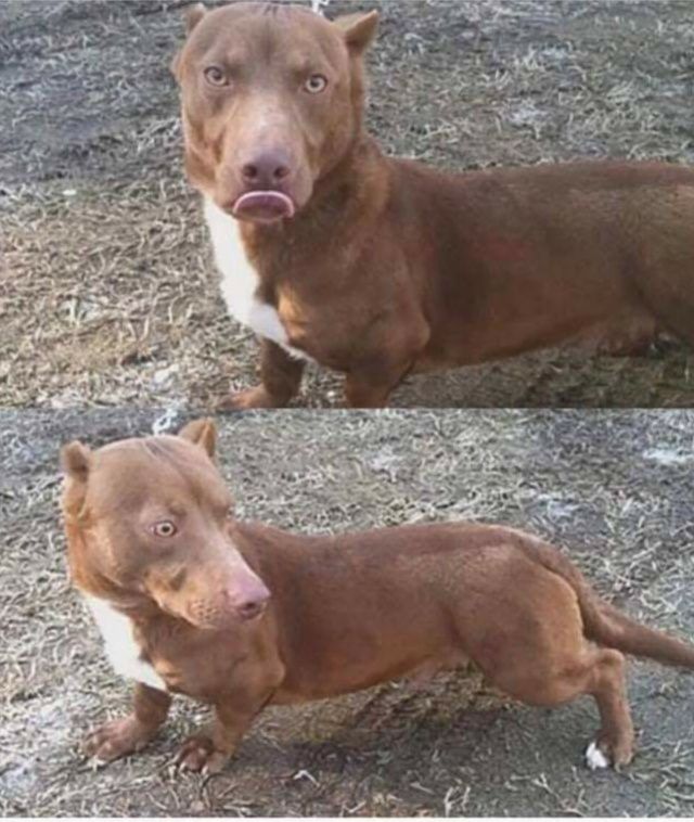 Corgbull, Mr worldwide | Scrolller