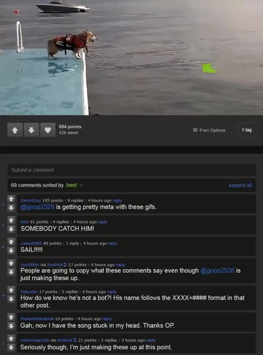 Corgi jumps off the dock | Scrolller