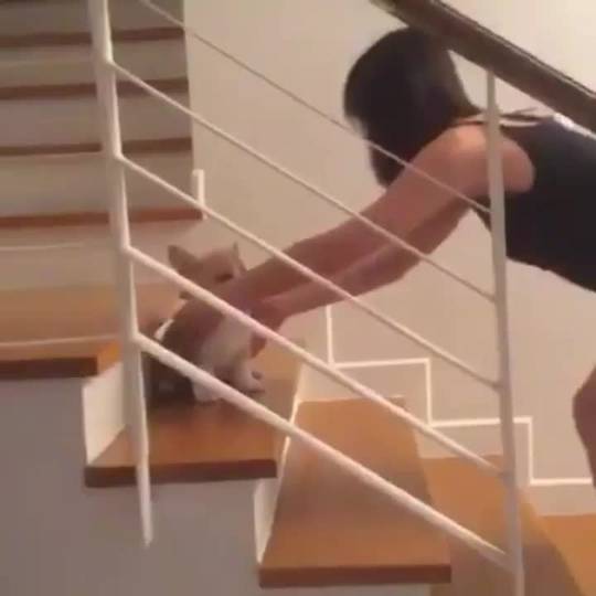 Corgi puppy learns to go down the stairs | Scrolller