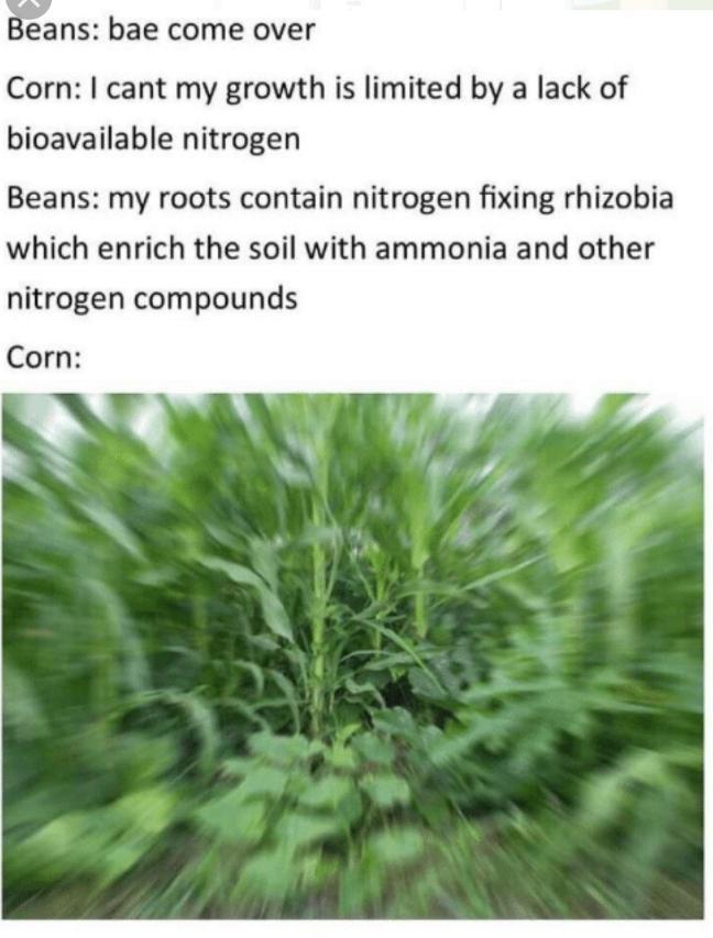 Corn be out here like | Scrolller
