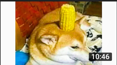 Corn dog | Scrolller