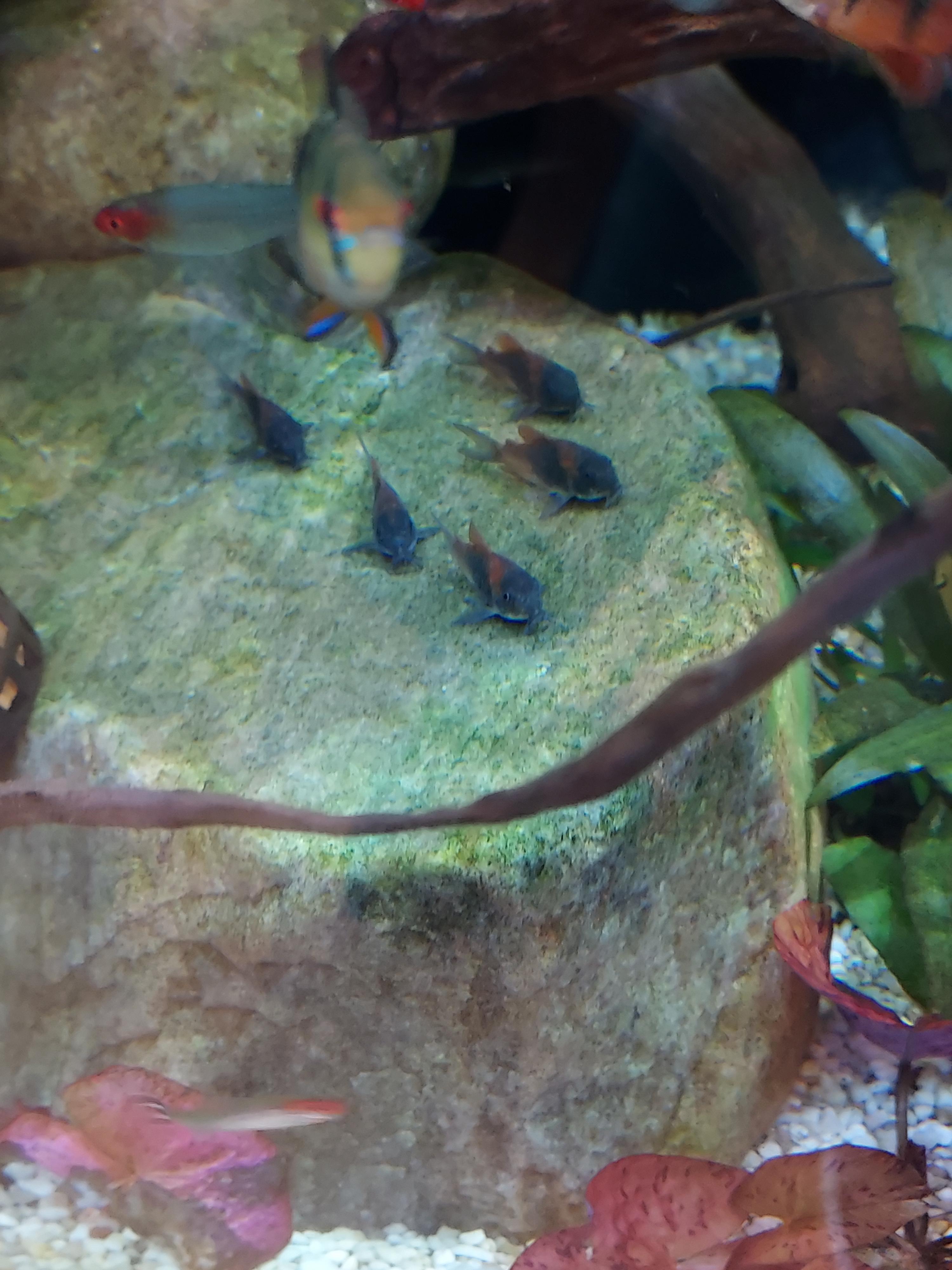 Cory's in formation! | Scrolller