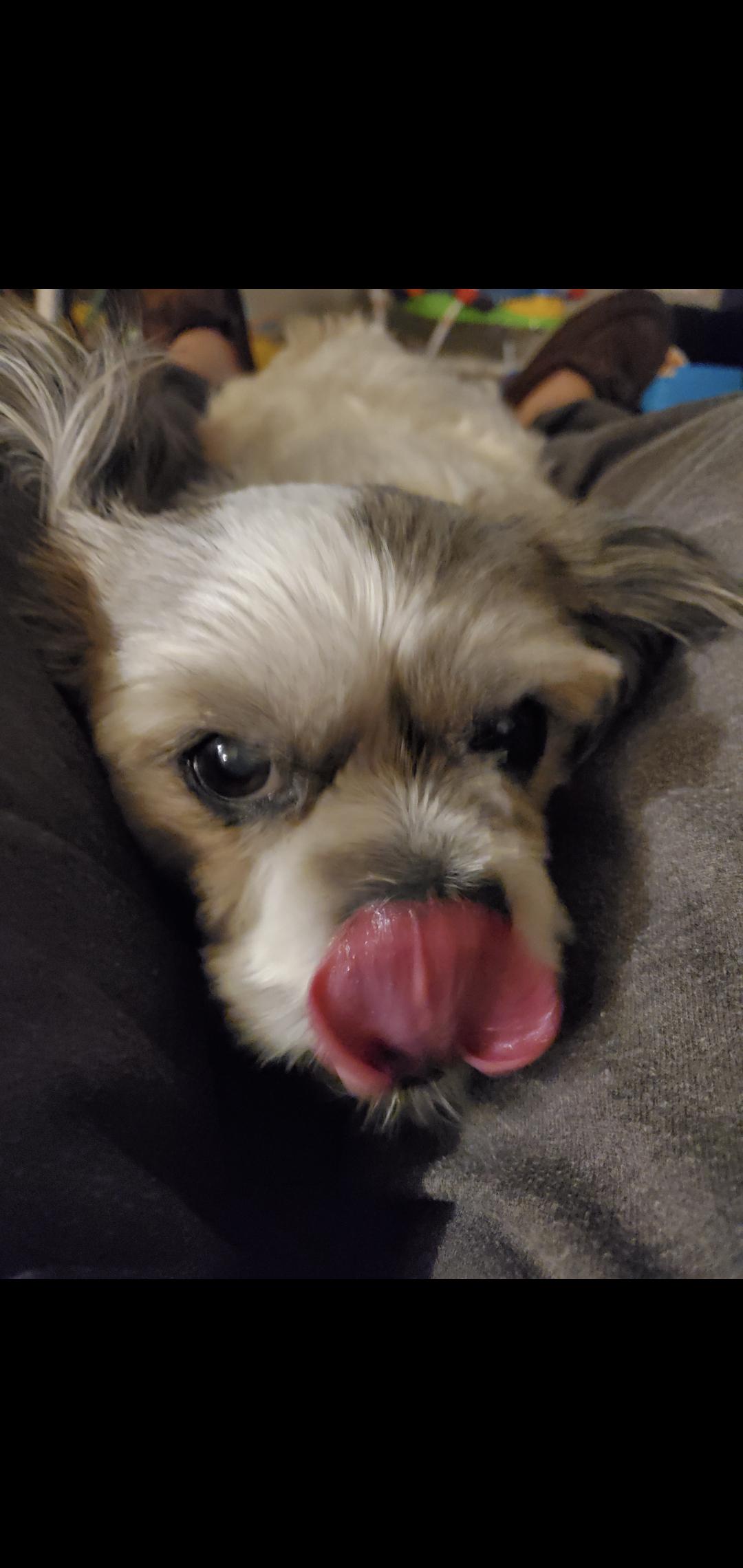 Couch cuddles mlem | Scrolller