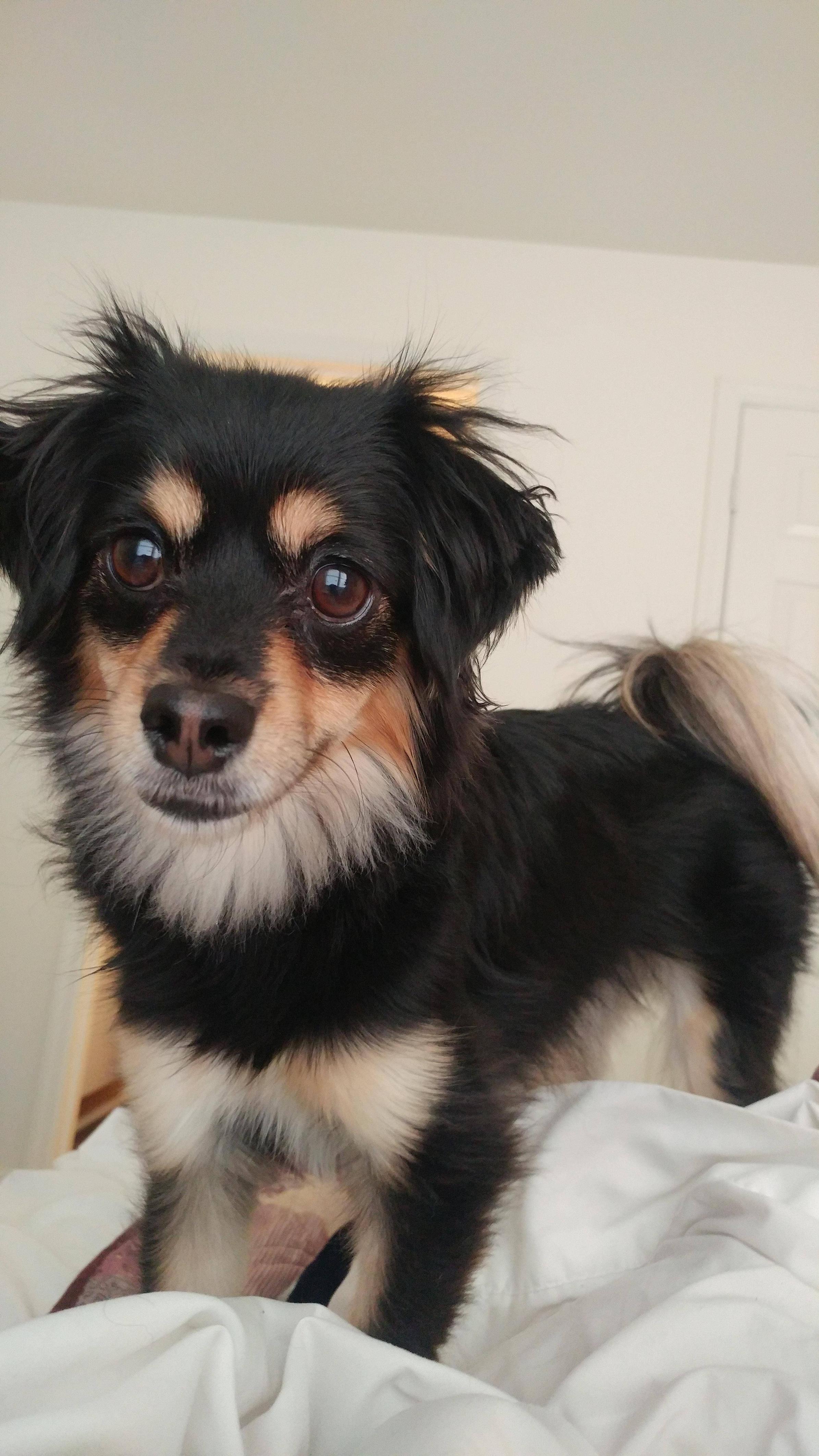 [cover submission] my pupper was an Instagram model but recently passed away. Any way someone ...