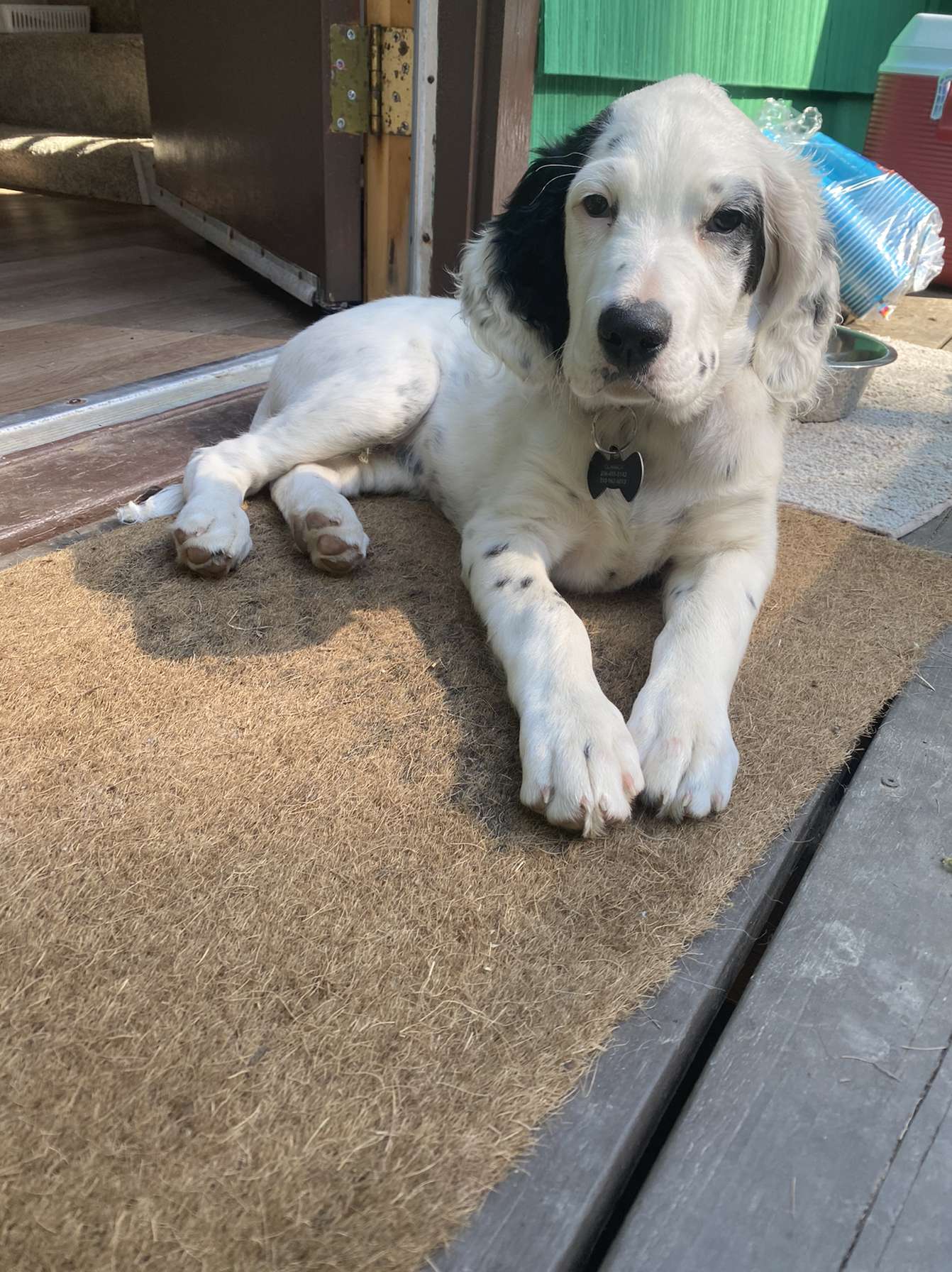Cowboy (12 weeks old) finding a spot on the welcome mat | Scrolller