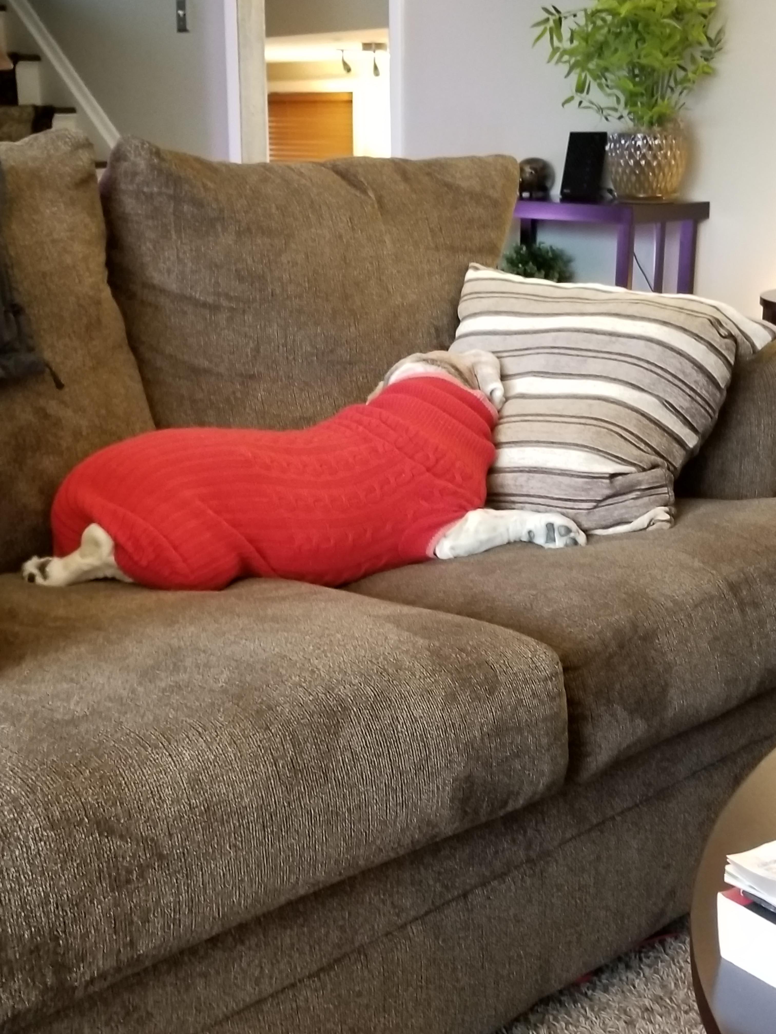 Cozy beagle | Scrolller