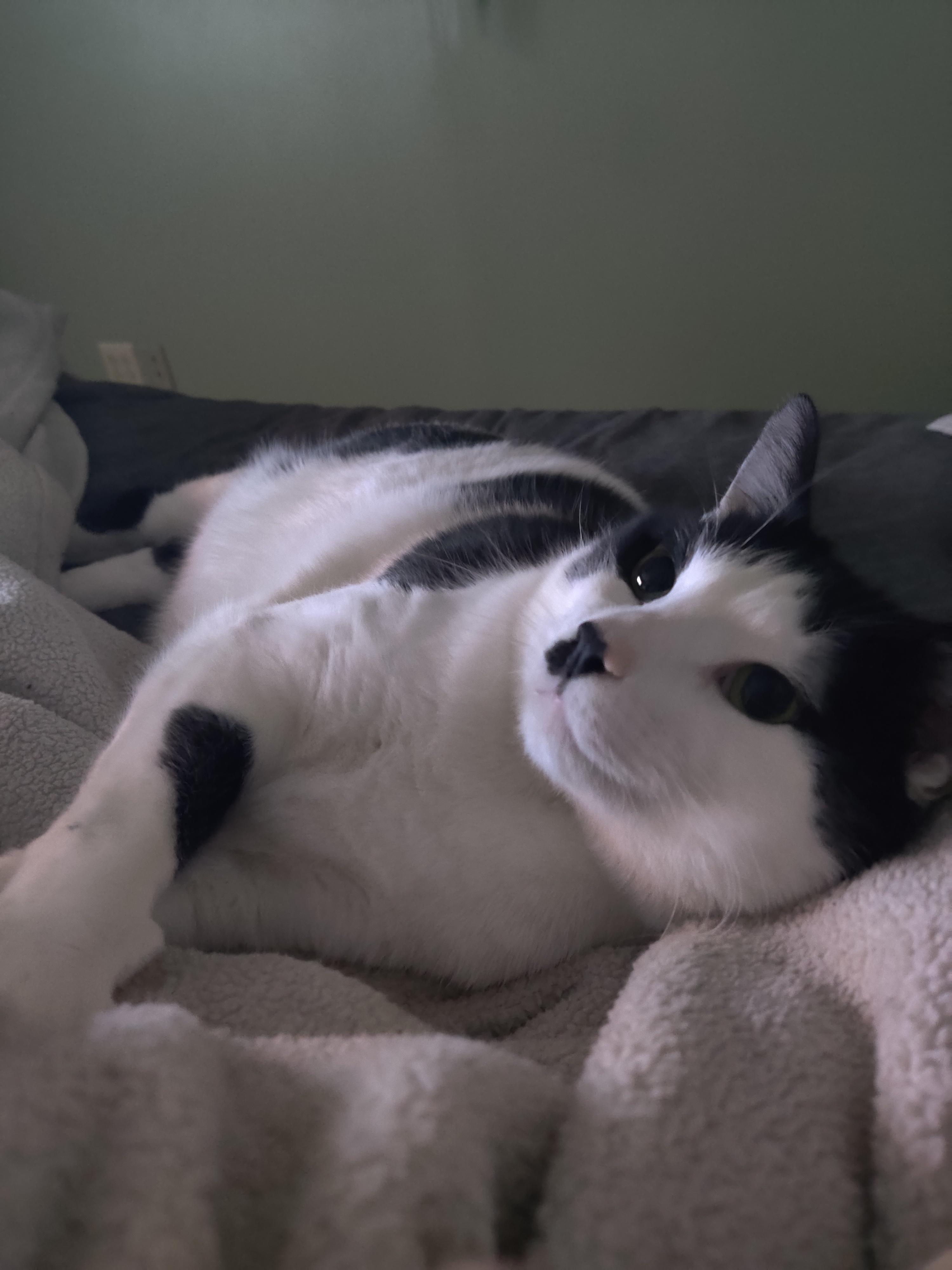 Cozy Kitler | Scrolller