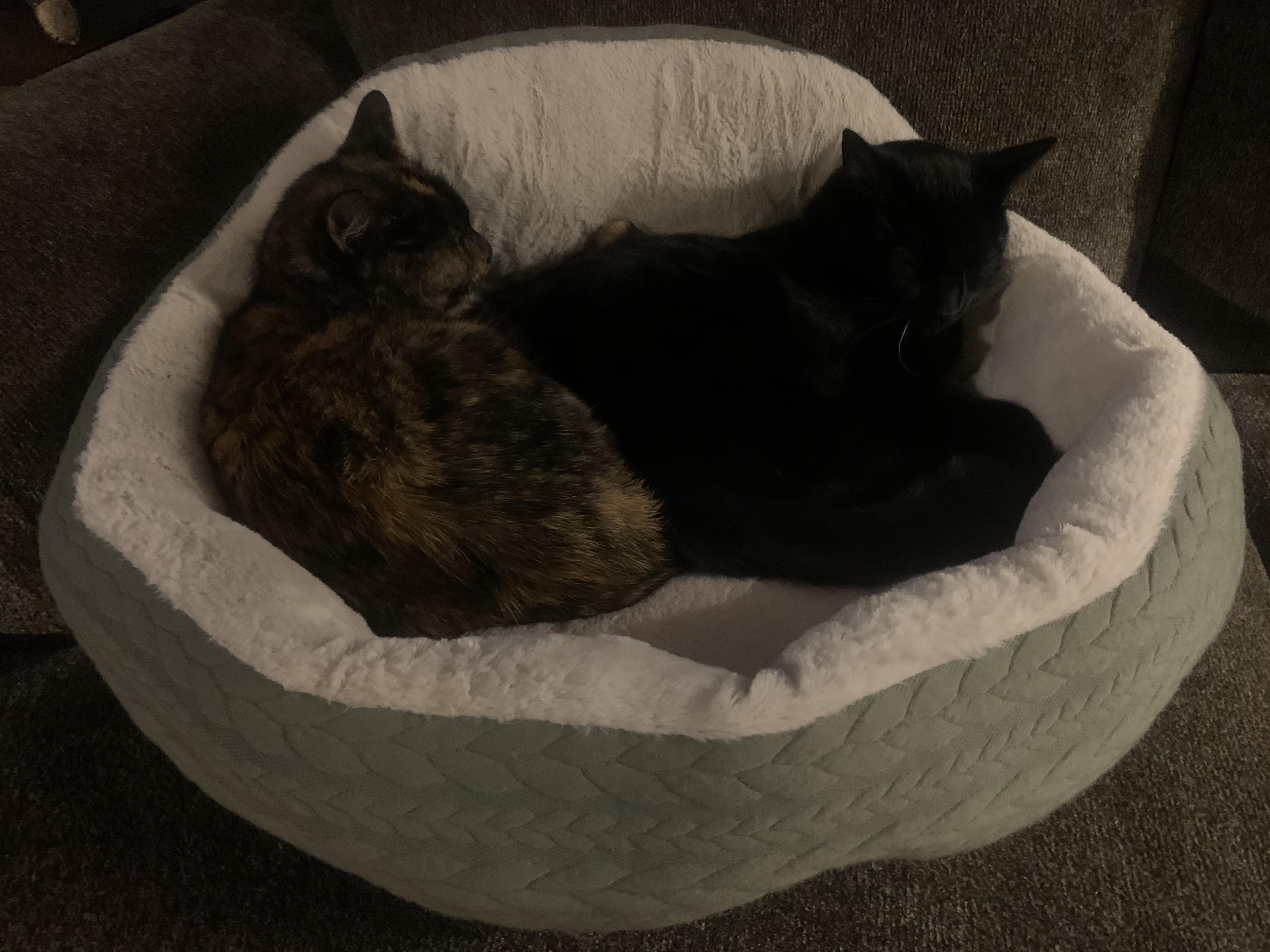 Cozy Kittehs | Scrolller