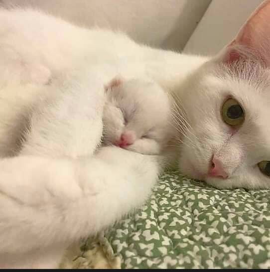 cozy kitten | Scrolller