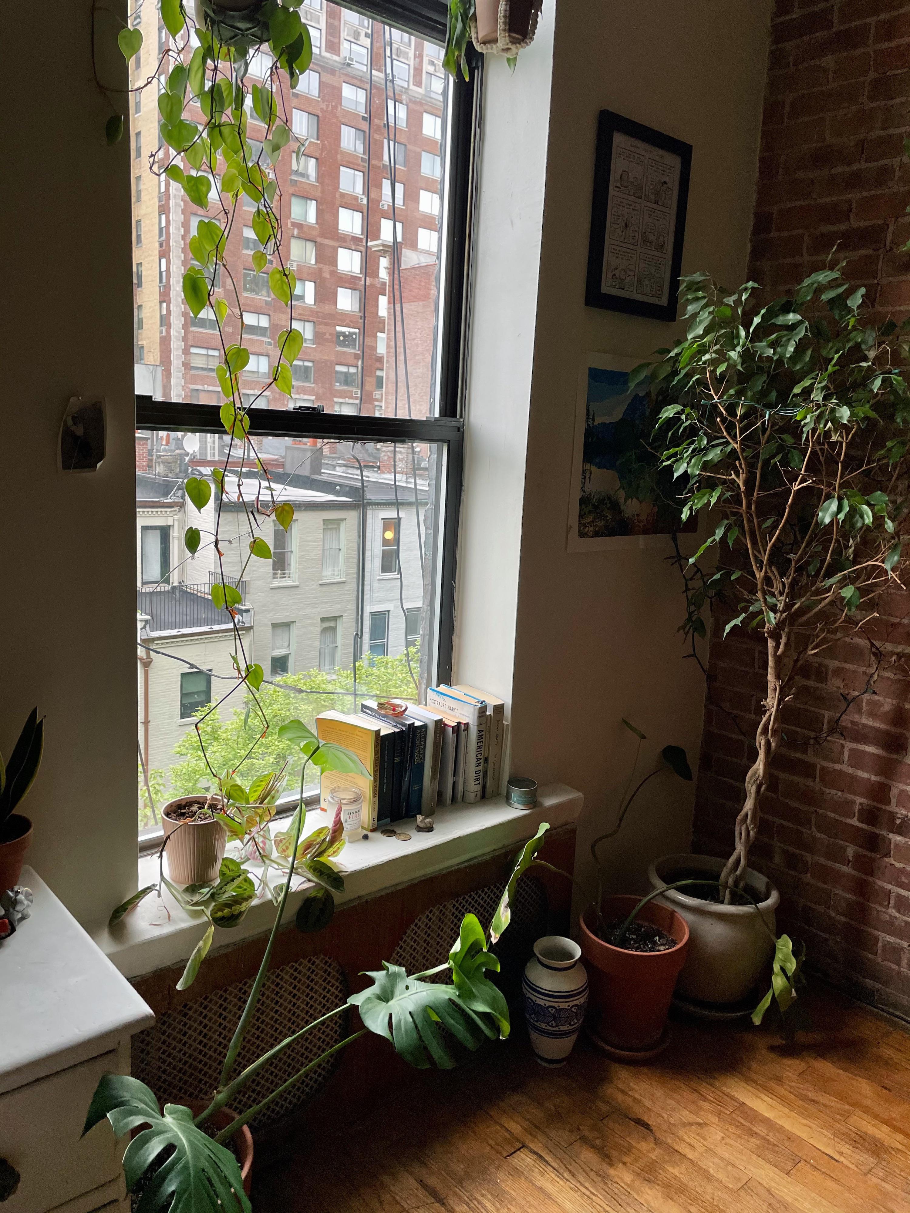 Cozy plant corner in my NYC studio | Scrolller