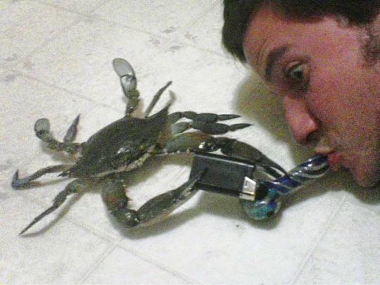 crab rule | Scrolller