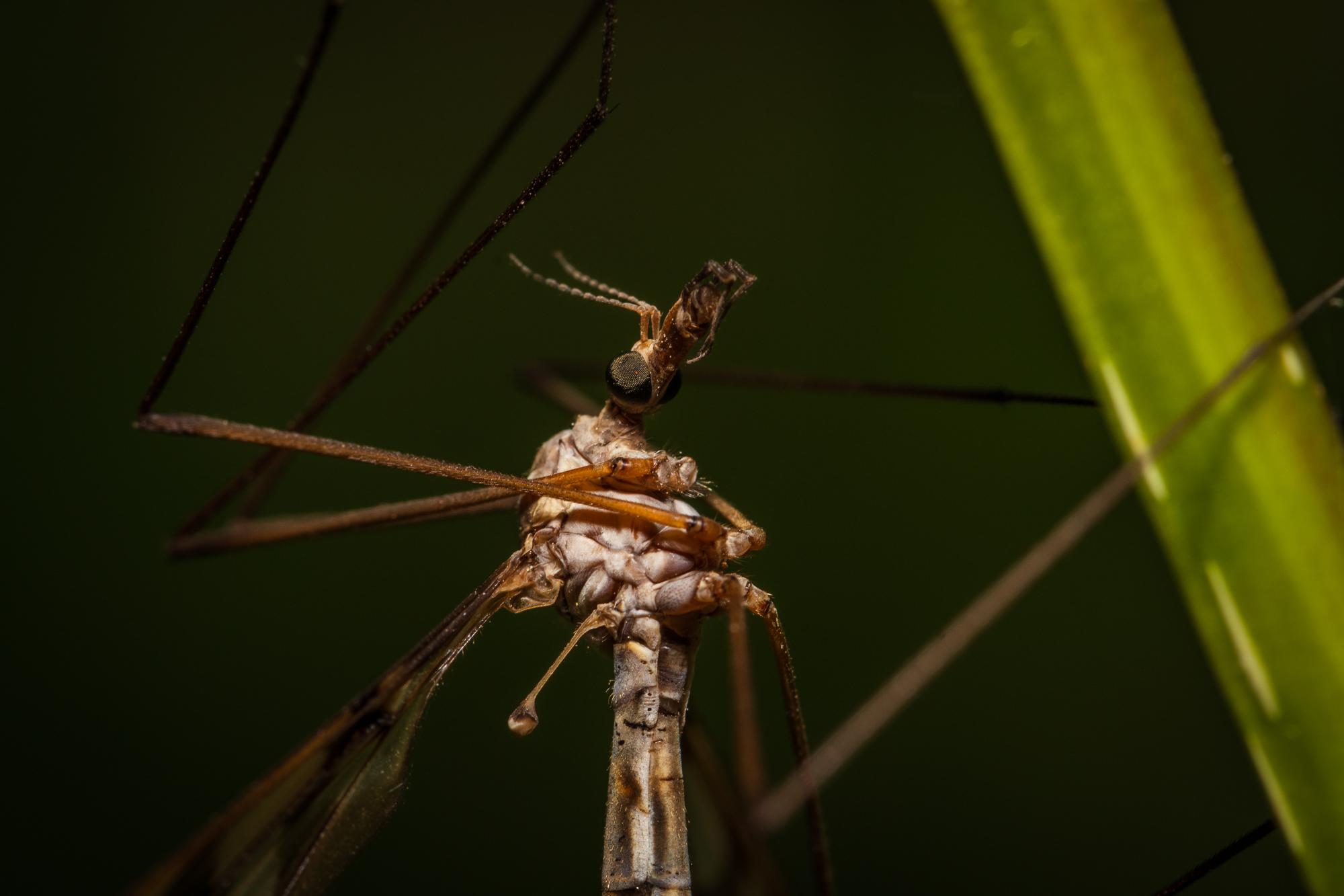 Crane fly | Scrolller