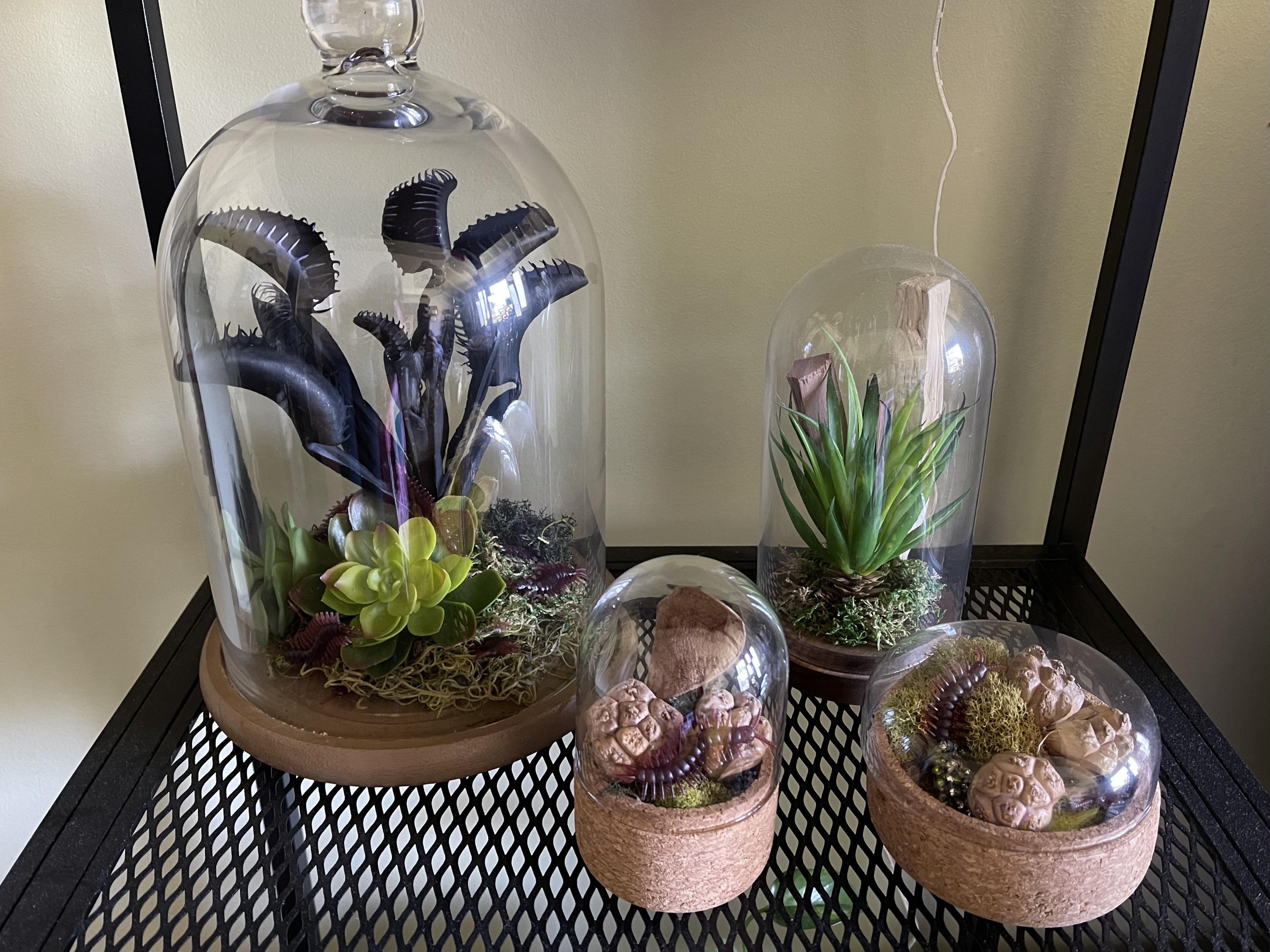 Creepy crawlies 🪳and carnivorous plant 🌱 | Scrolller