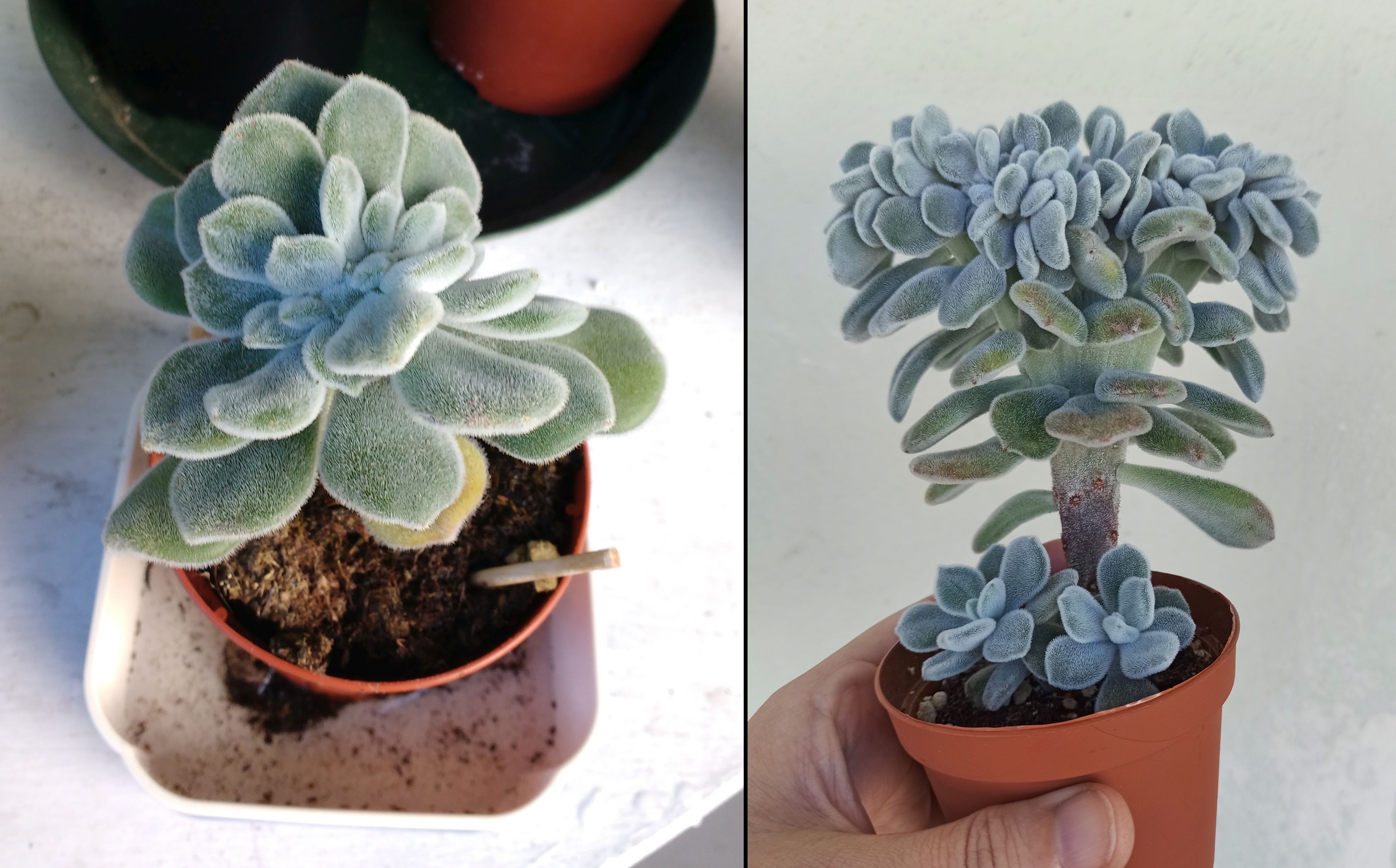Crested 'Frosty', one year progress | Scrolller