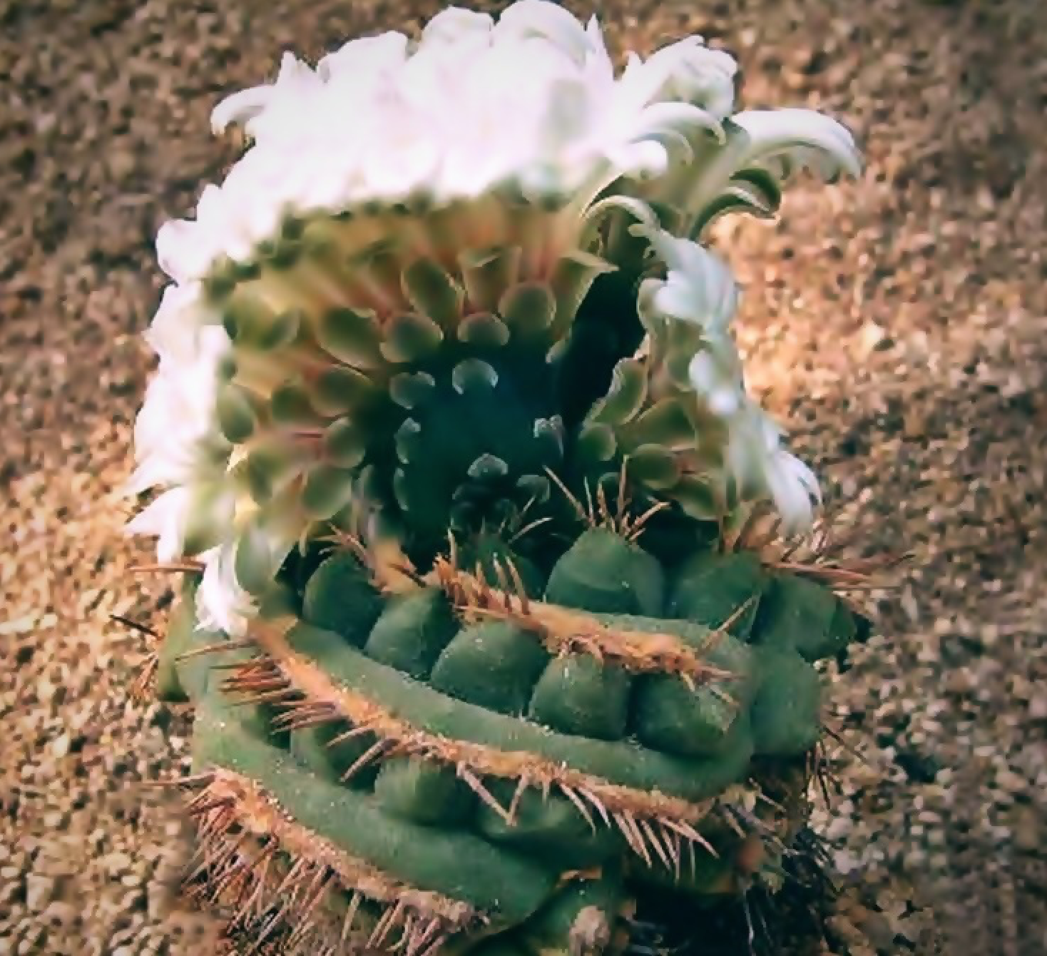 Cresting flower Gymnocalycium species with spiralis forma | Scrolller