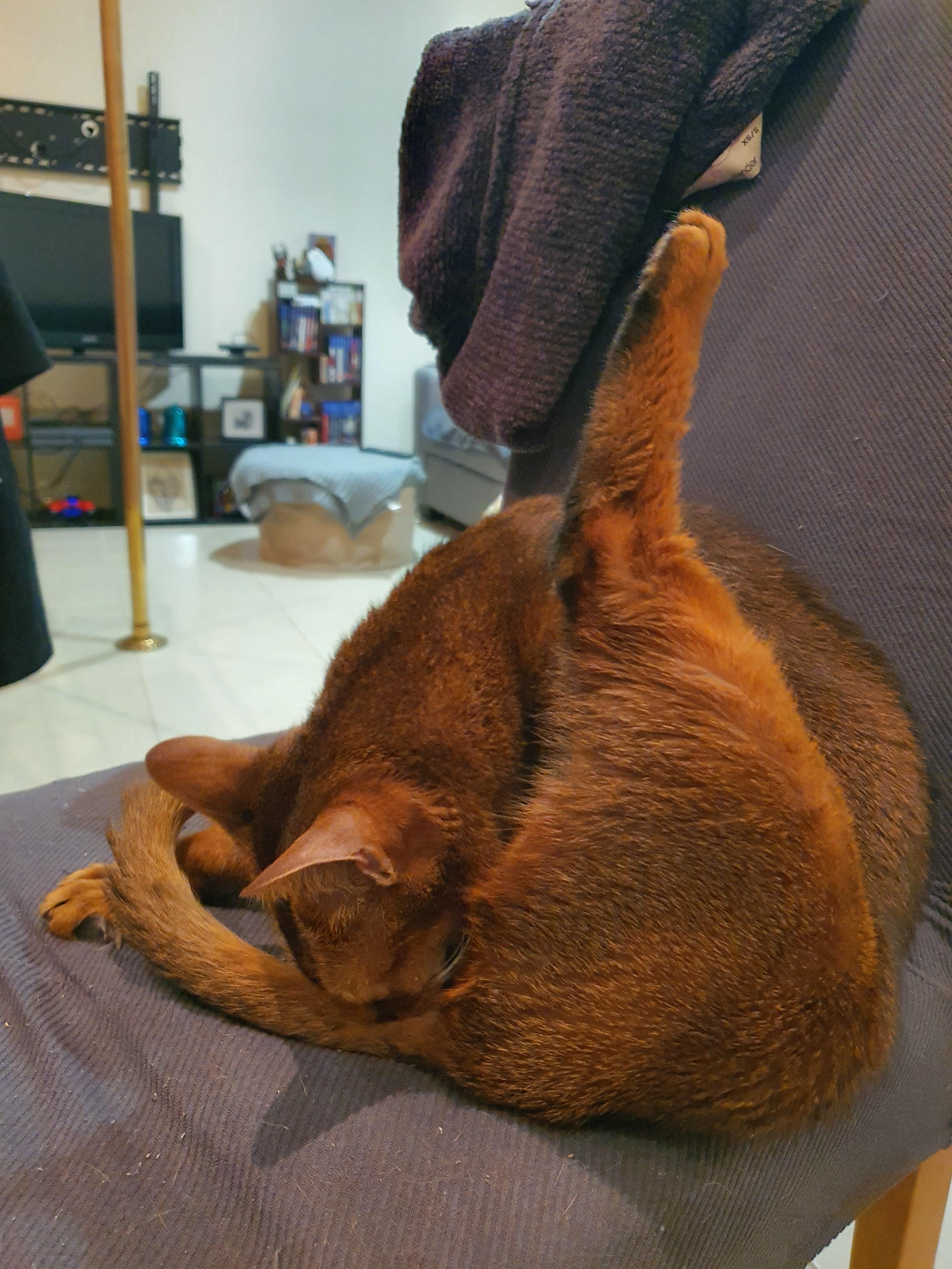 Crispy drumstick | Scrolller