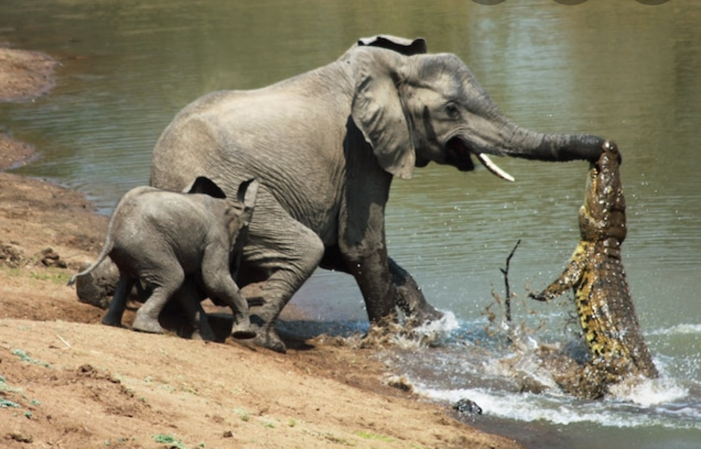 Croc chomping down on elephant's trunk | Scrolller