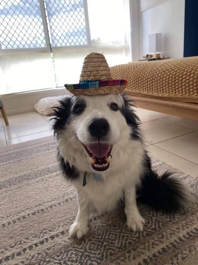 Cross post from r/BorderCollie. | Scrolller