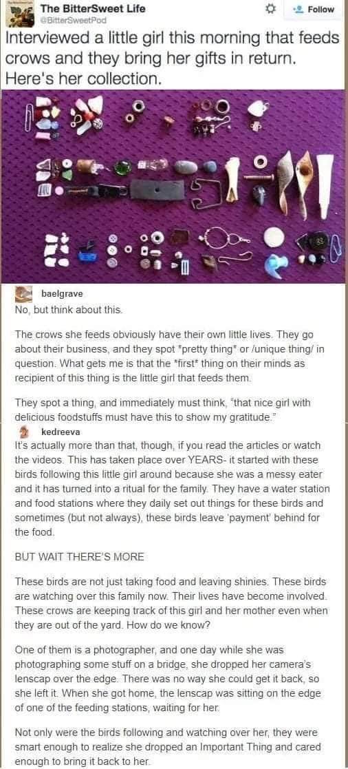 crow gratitude | Scrolller