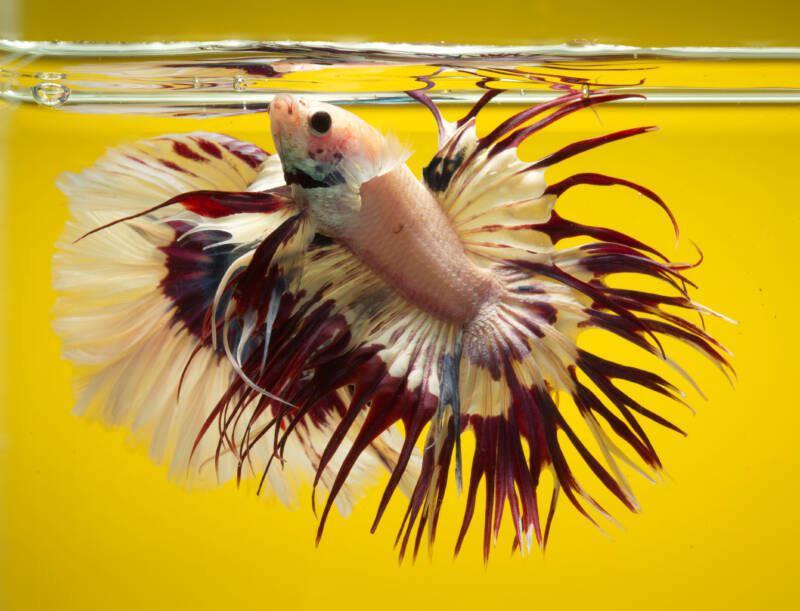 Crown Tail Betta Fish | Scrolller