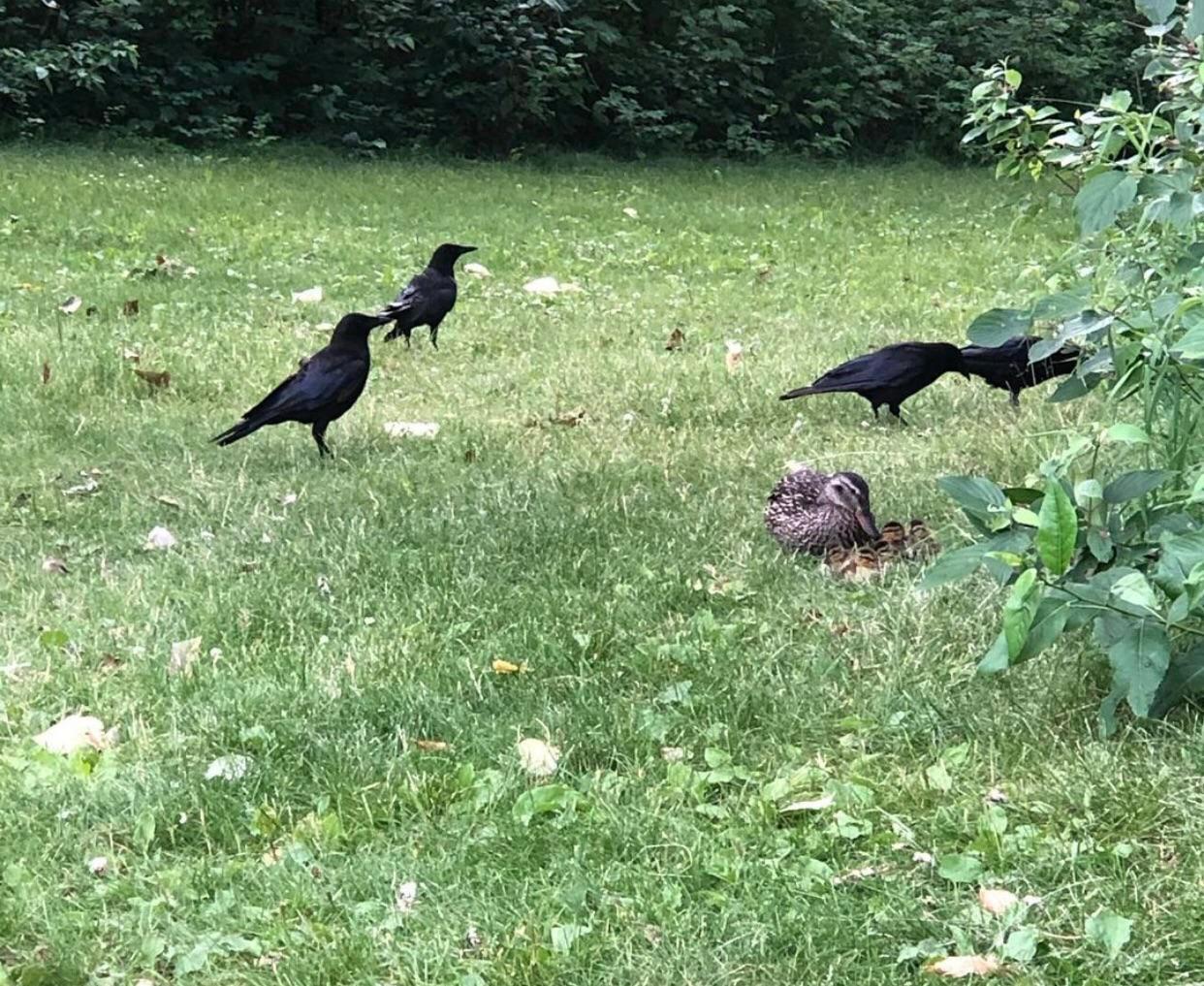 crows and a mother + her ducklings! | Scrolller