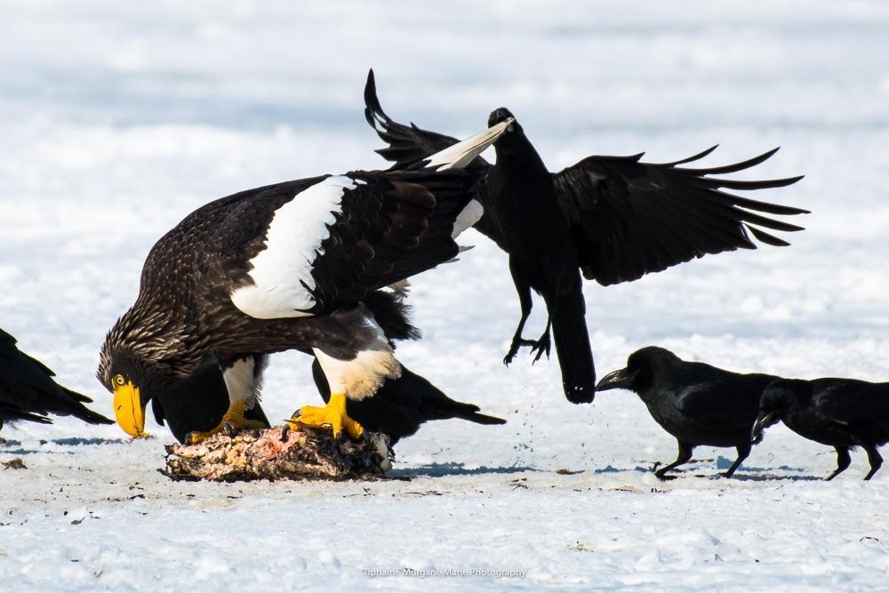 Crows are my new favourite bird | Scrolller