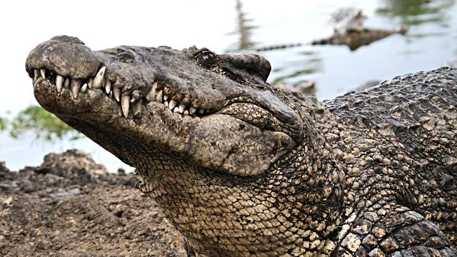 Cuban Crocodile | Scrolller