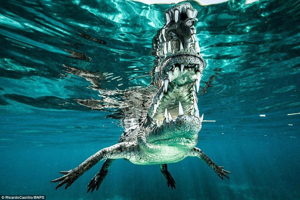 Cuban Crocodile | Scrolller