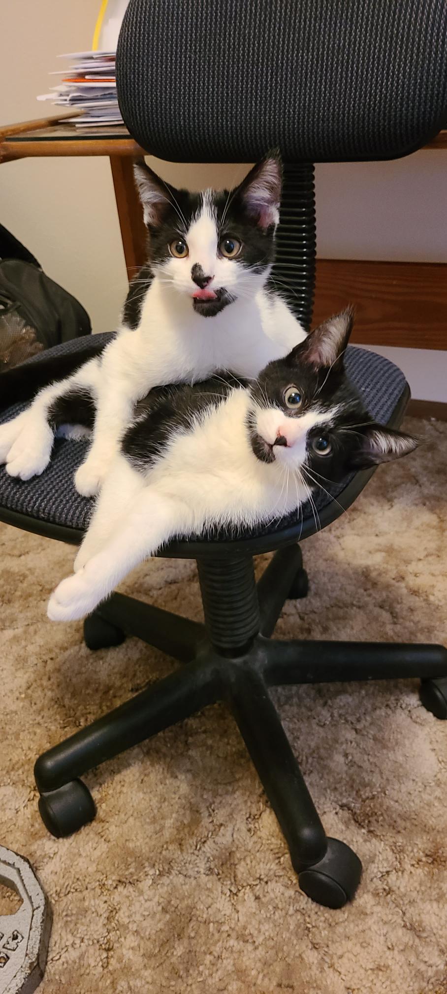 Cuddle Brothers | Scrolller