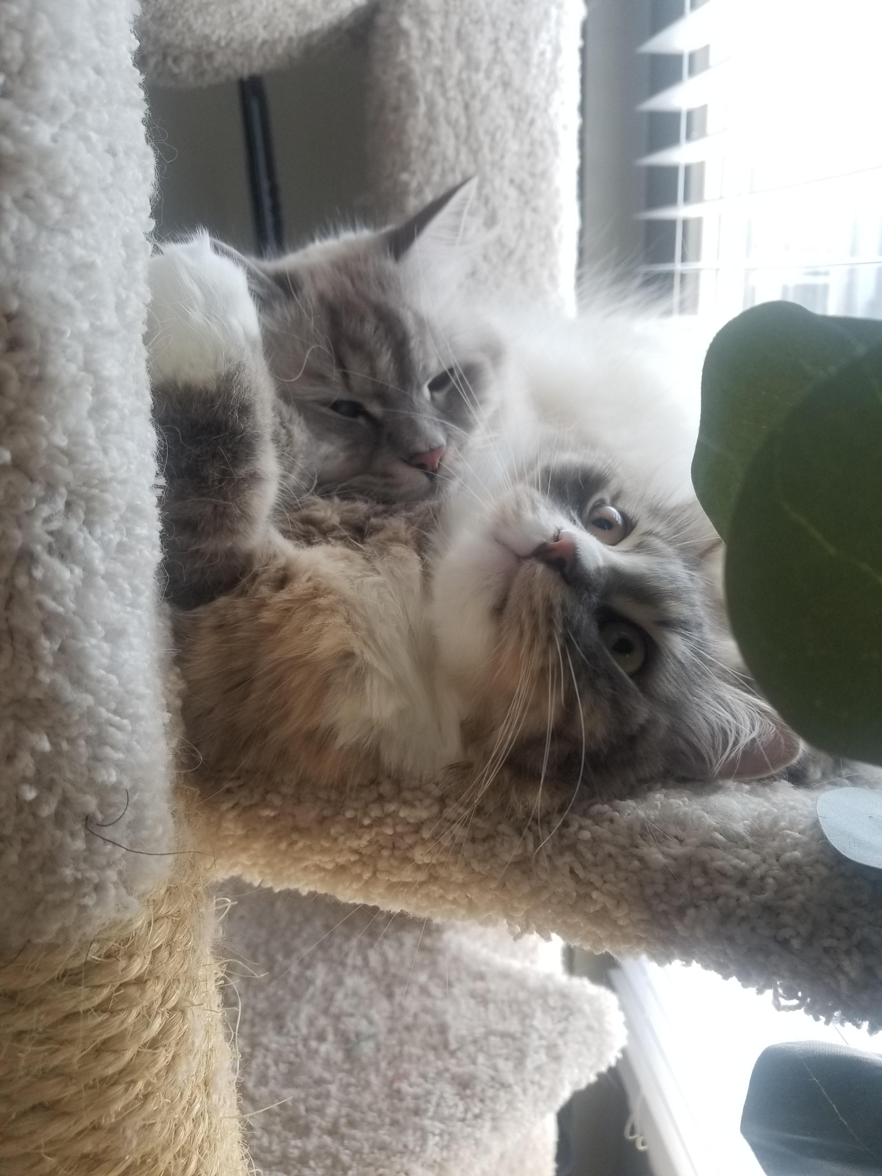 Cuddle party! | Scrolller