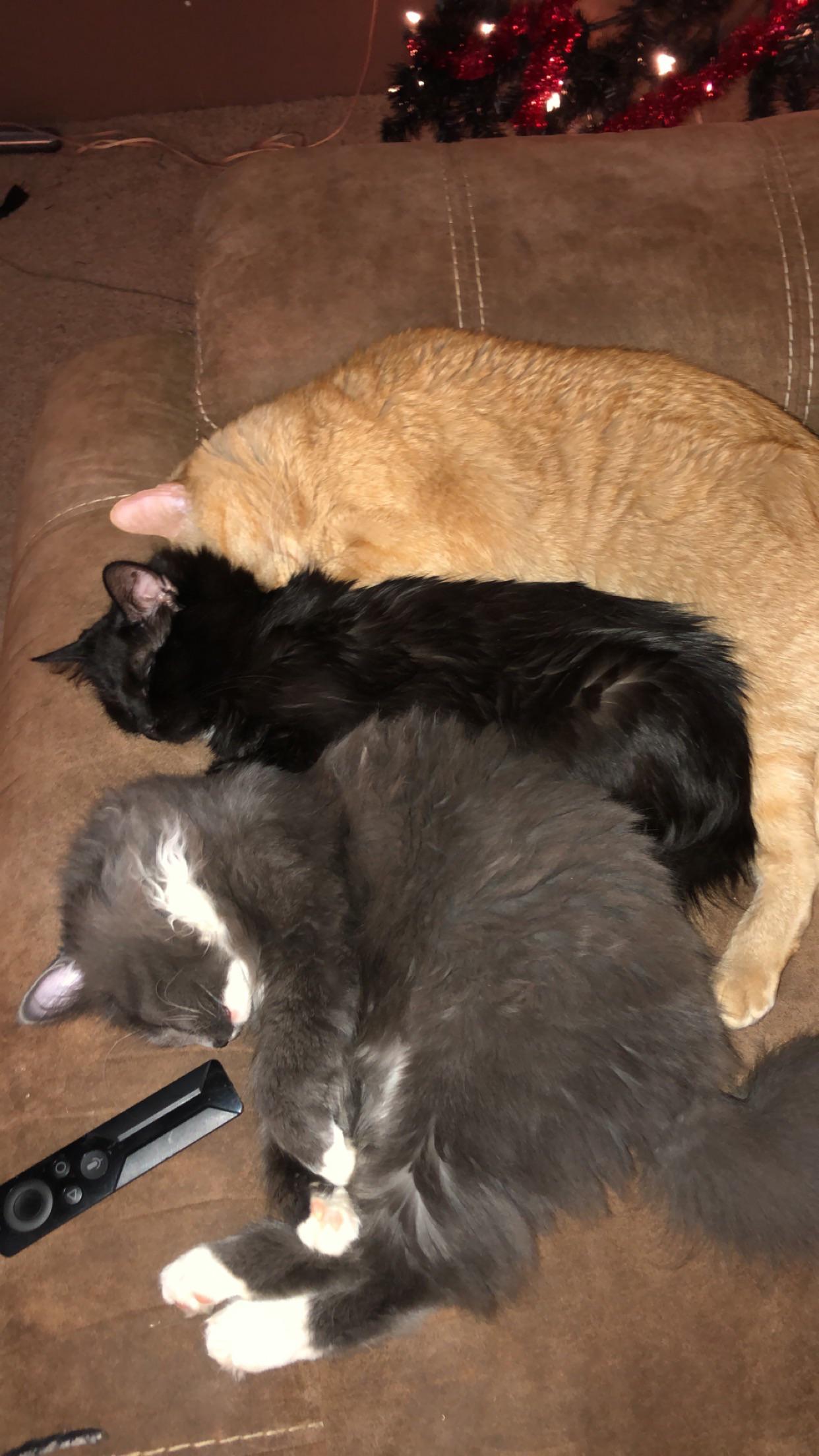 Cuddle puddle 🌸🥰 | Scrolller