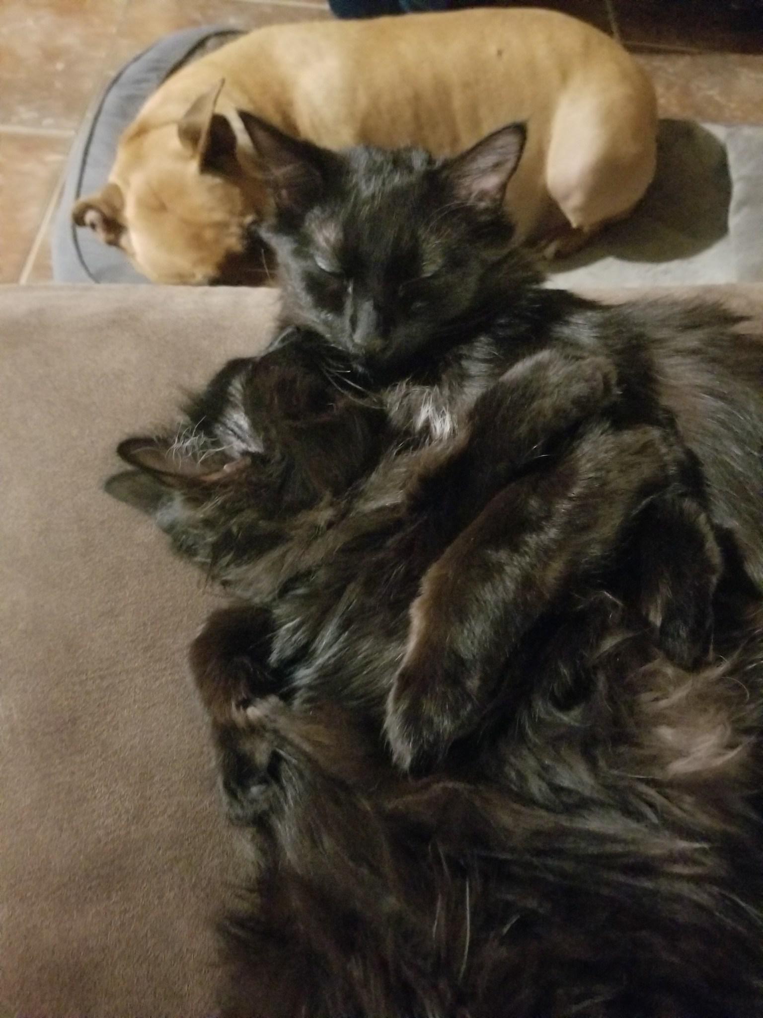 Cuddle Puddle | Scrolller