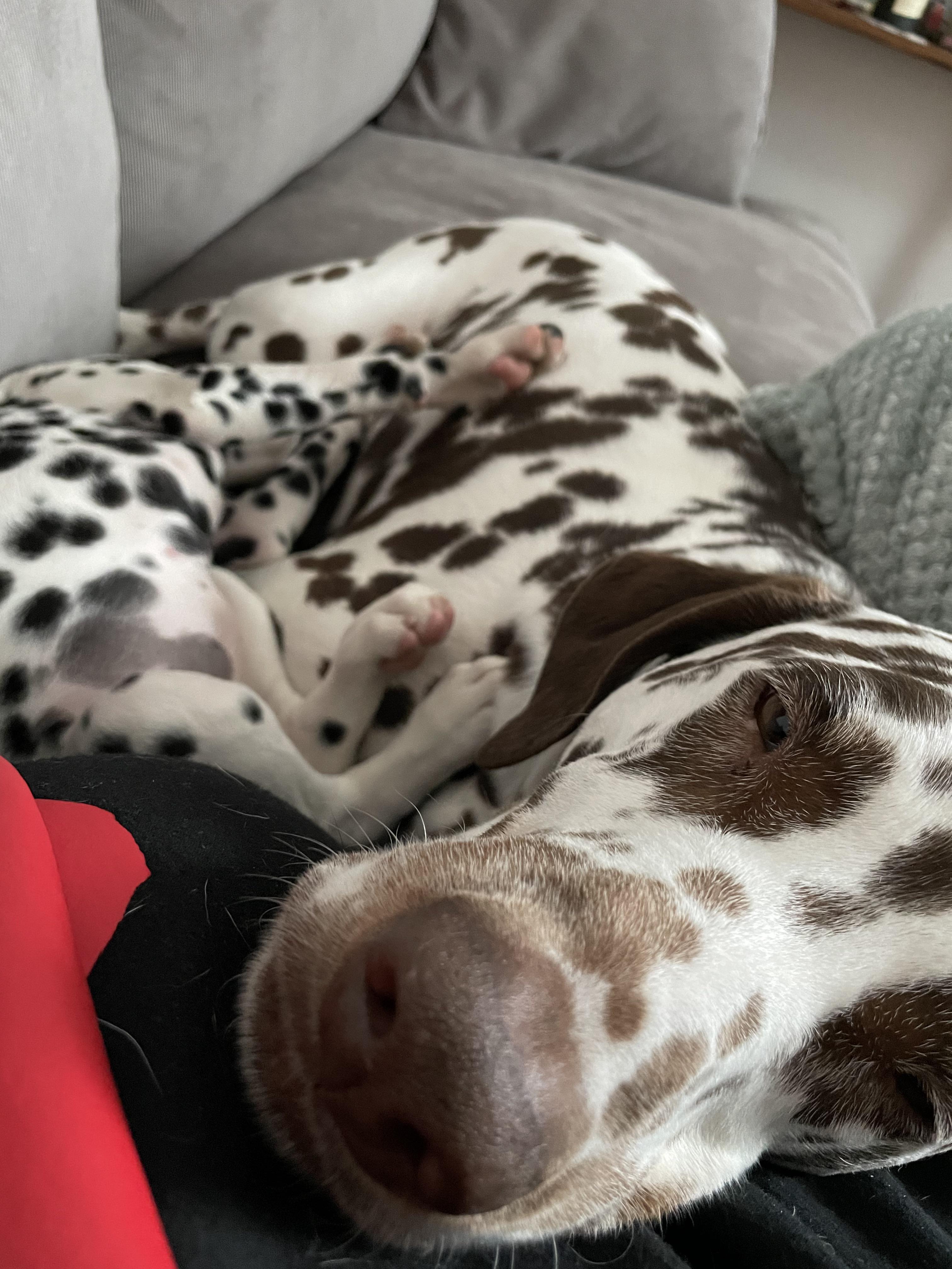 Cuddle puddle | Scrolller