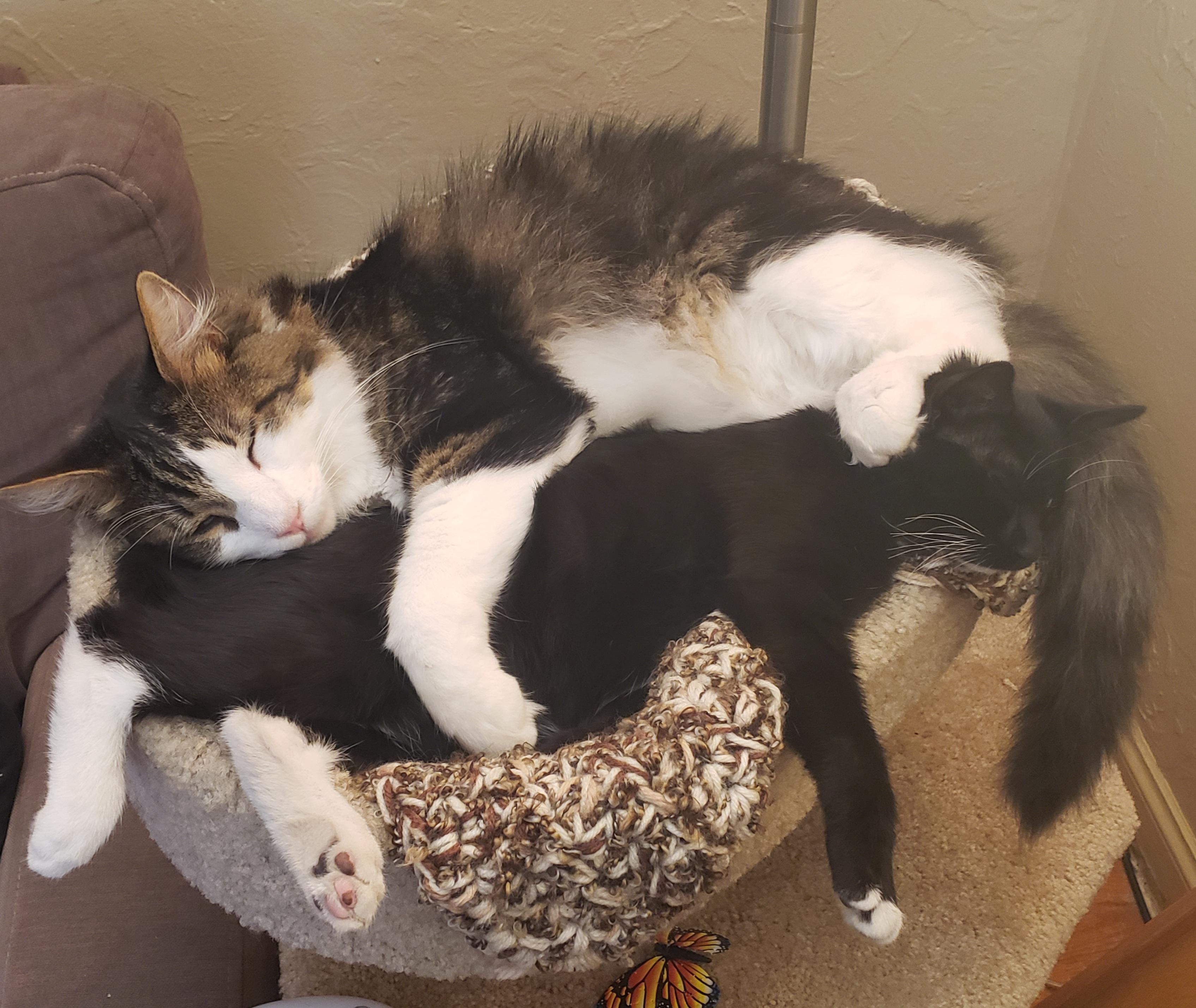 Cuddle Puddle Overflow | Scrolller