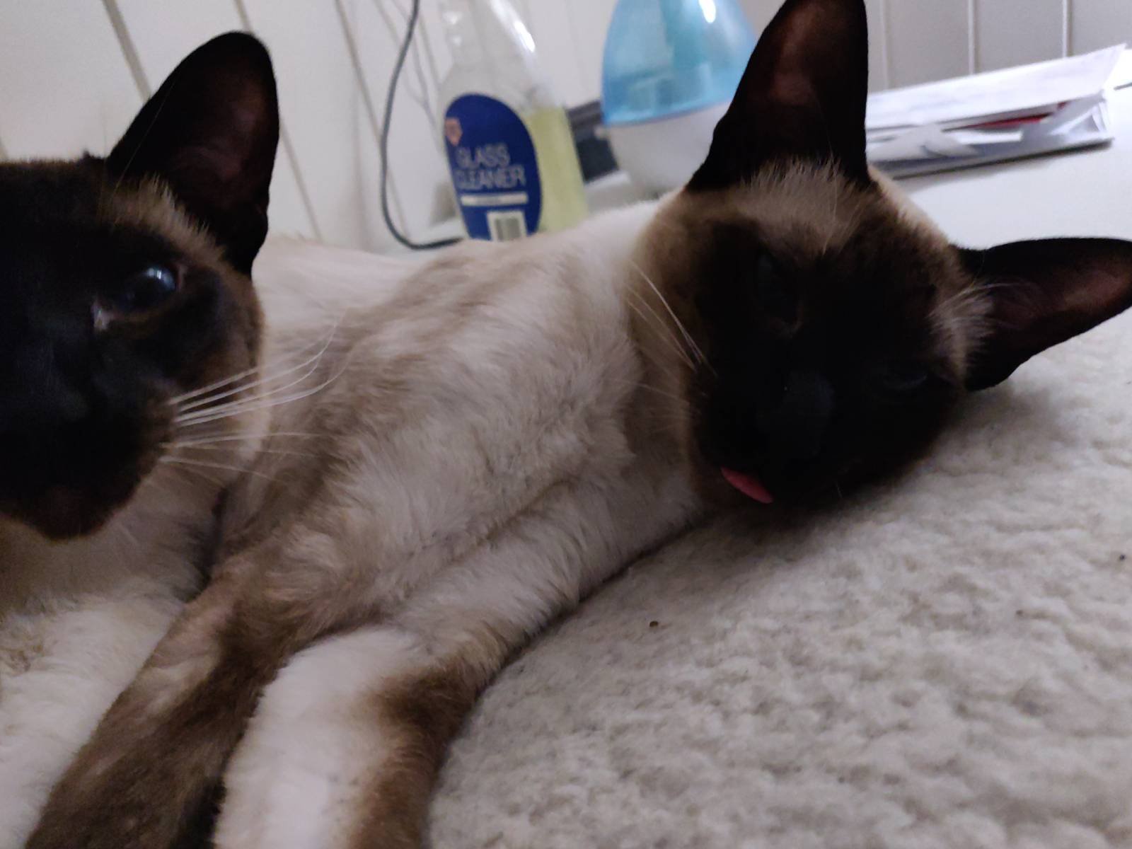 Cuddling with brother blep | Scrolller