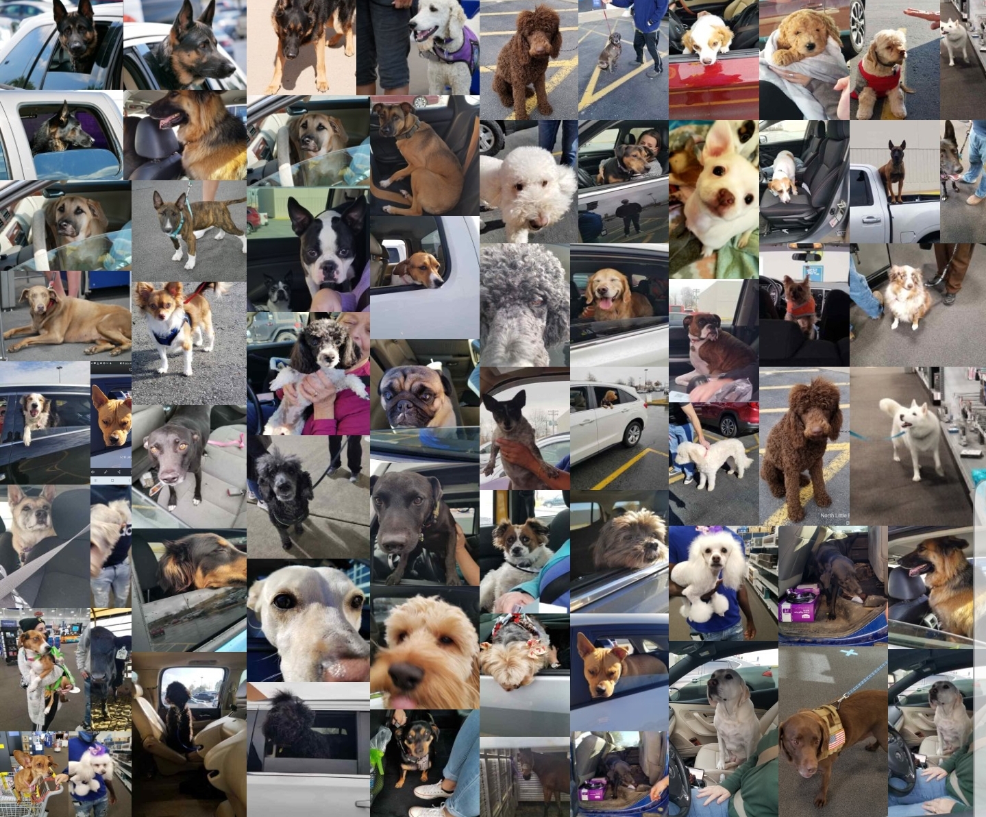 Curbside pets | Scrolller