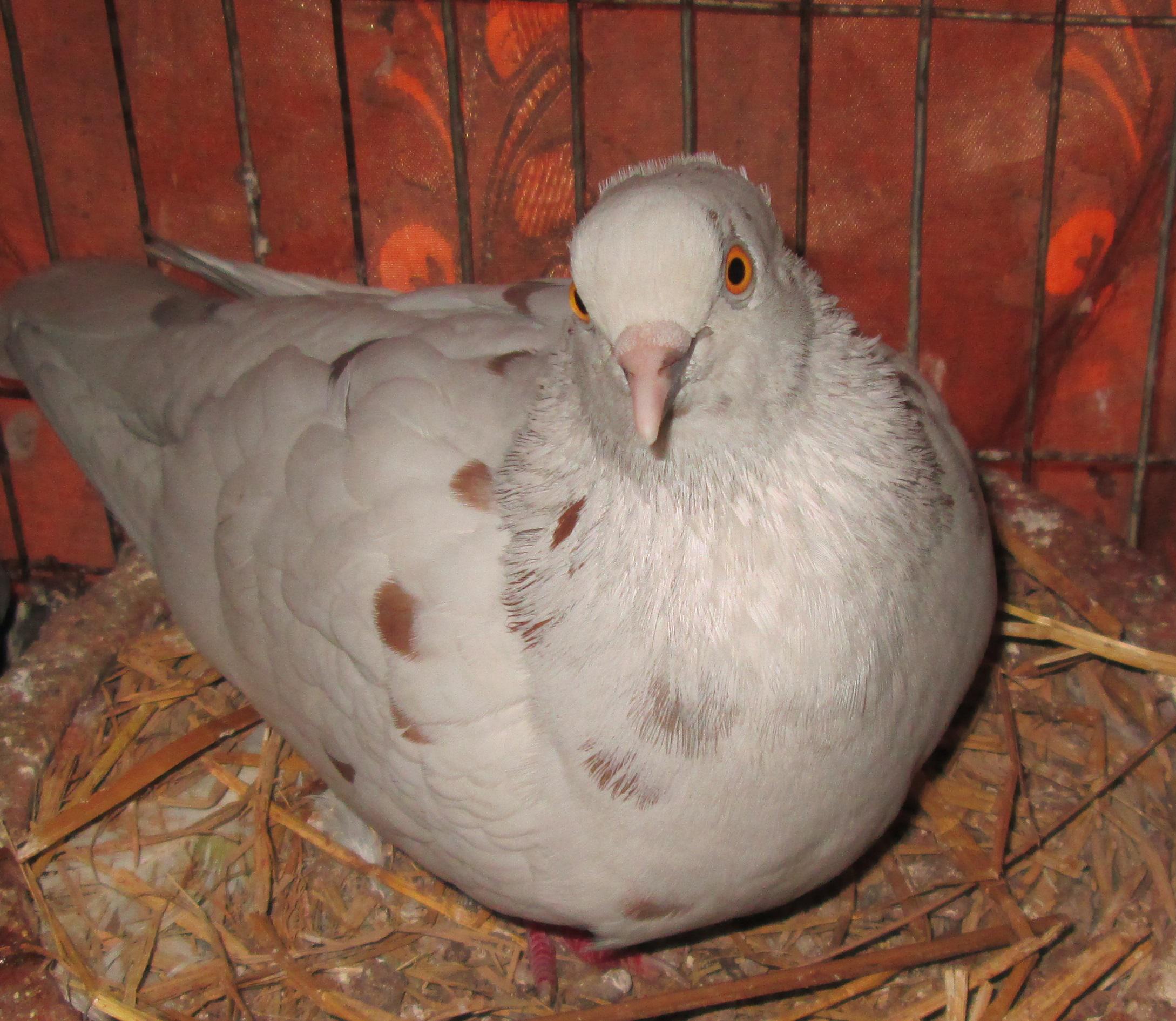 Curious Pigeon | Scrolller